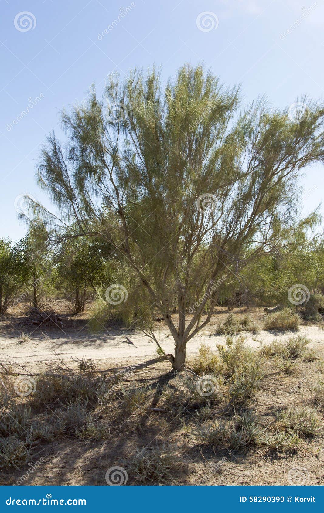 Haloxylon stock photo. Image of drought, extreme, summer - 58290390