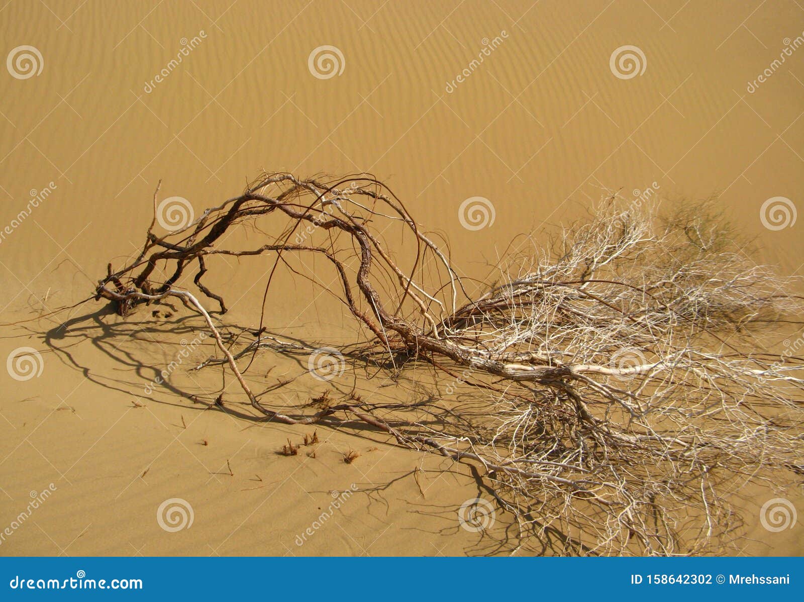 Haloxylon tree in desert stock photo. Image of landscape - 158642302
