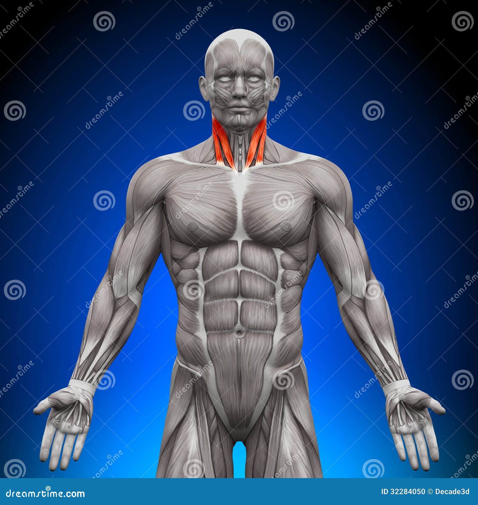 Hals - Anatomie-Muskeln stock abbildung. Illustration von muskel - 32284050