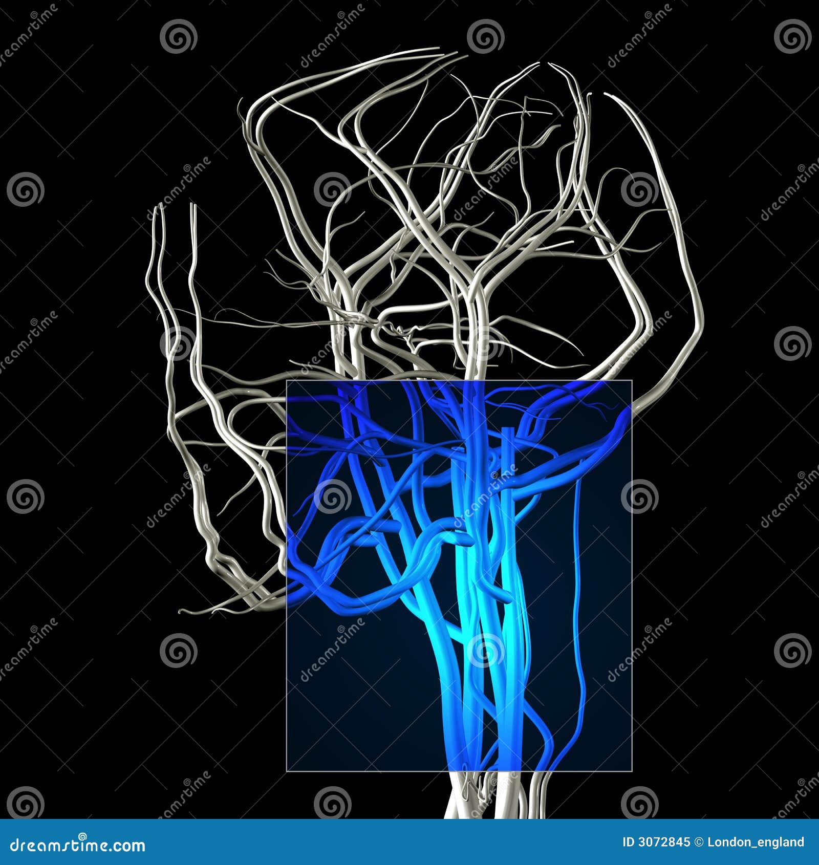 Hals MRI stock illustratie. Illustration of stekel, hersenen - 3072845