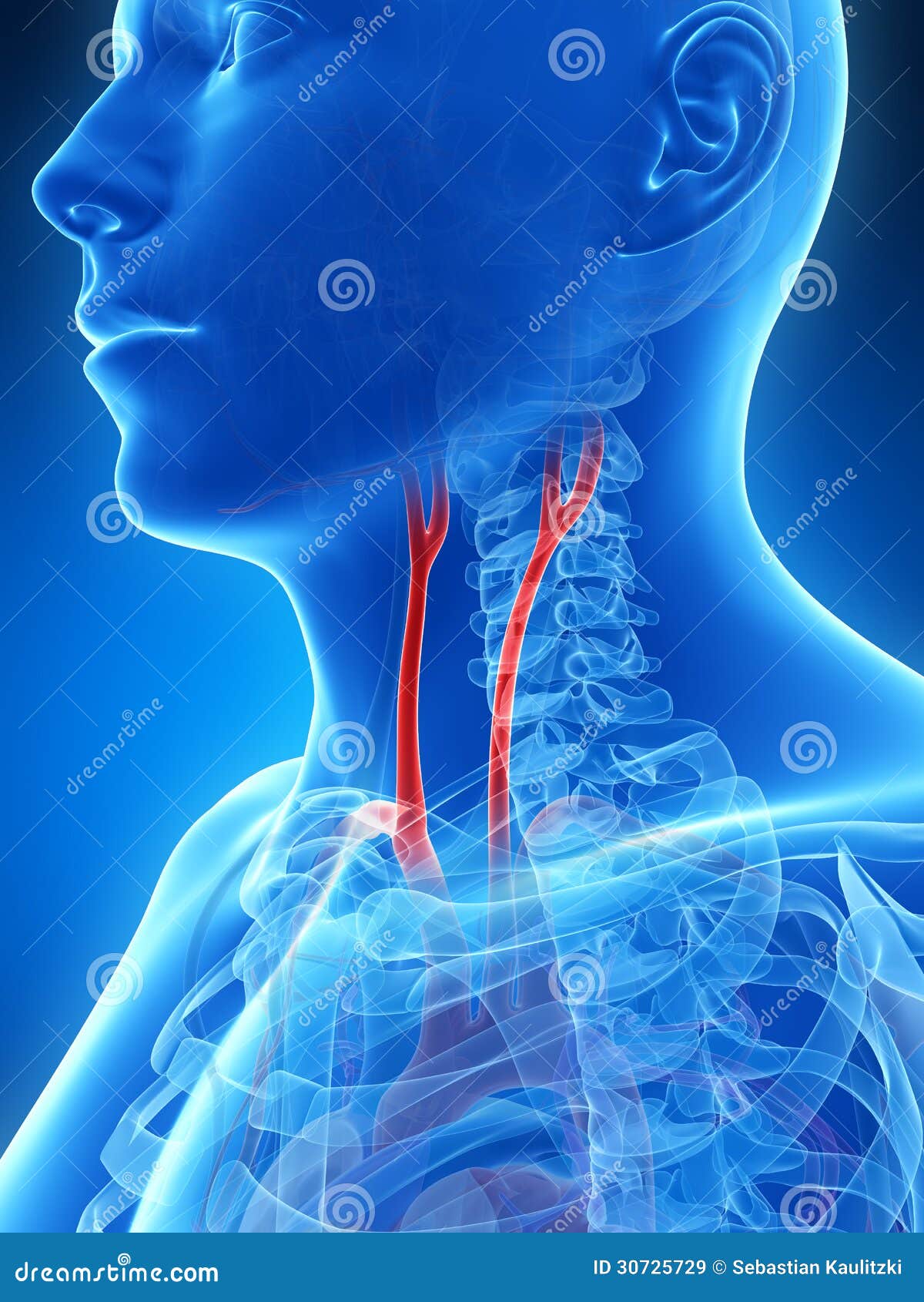 Halsschlagader stock abbildung. Illustration von kopf - 30725729
