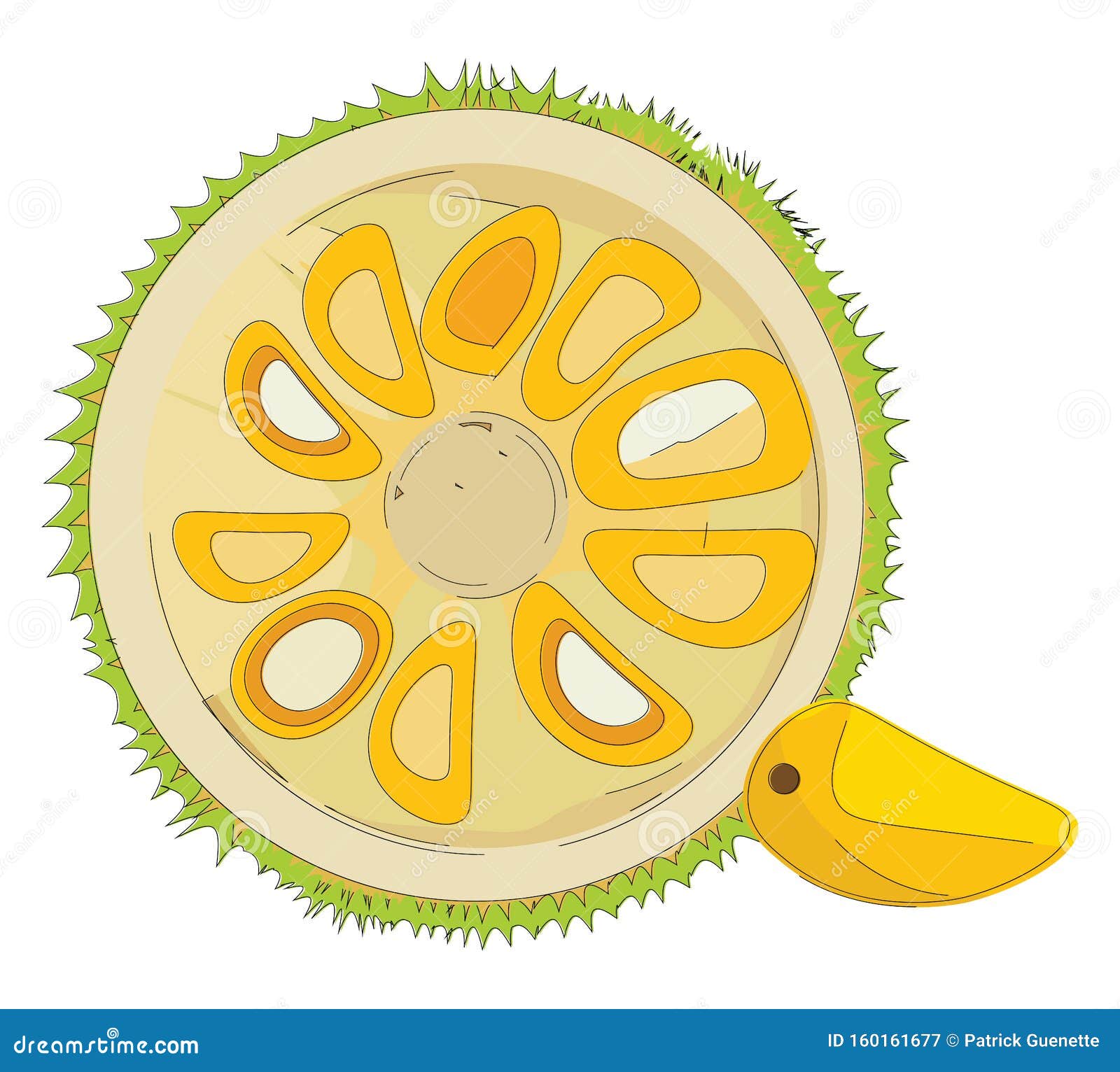 Halved Jackfruit , Vector or Color Illustration Stock Vector ...