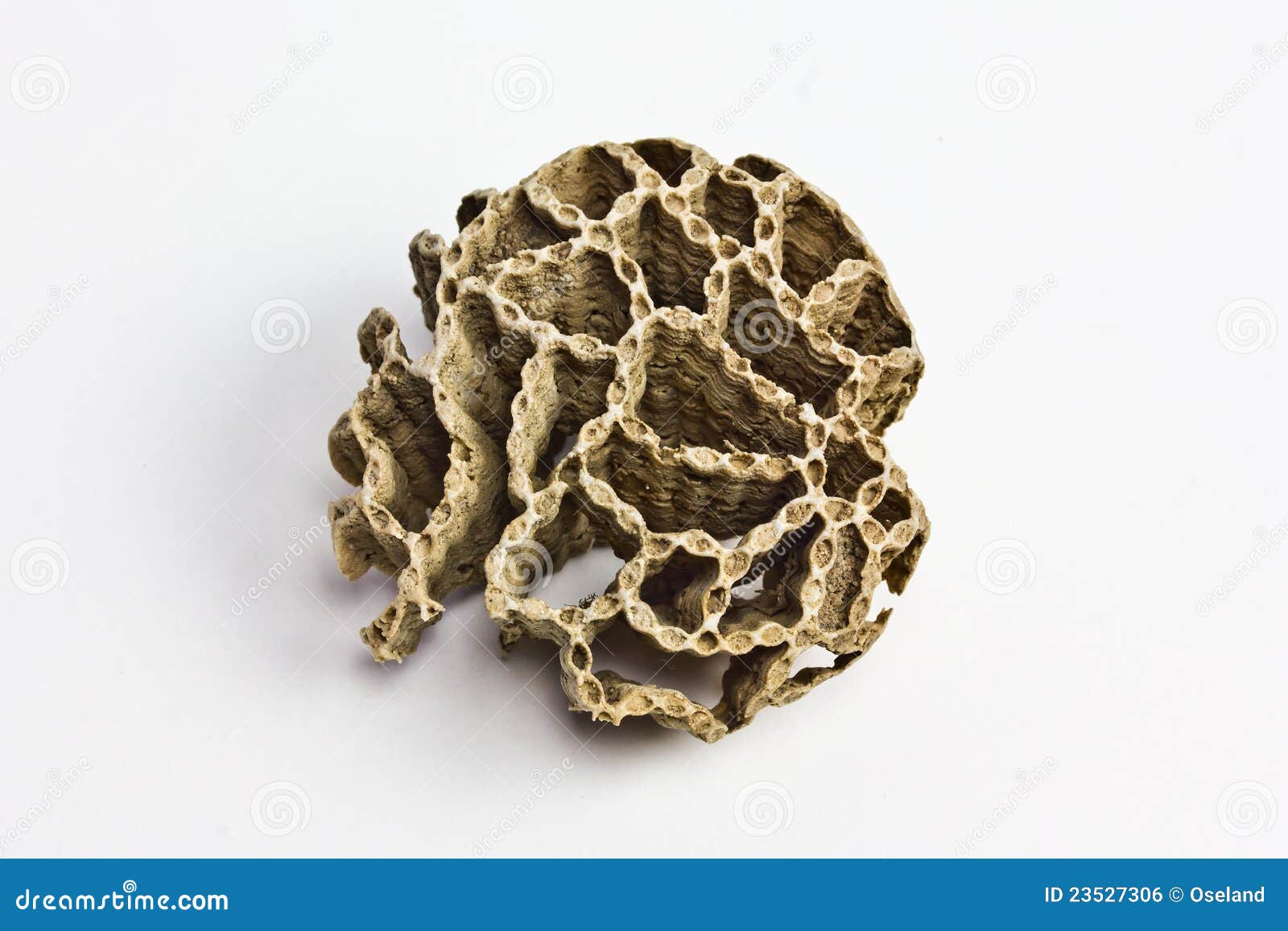 Halysites - Chain Coral stock photo. Image of fossil - 23527306