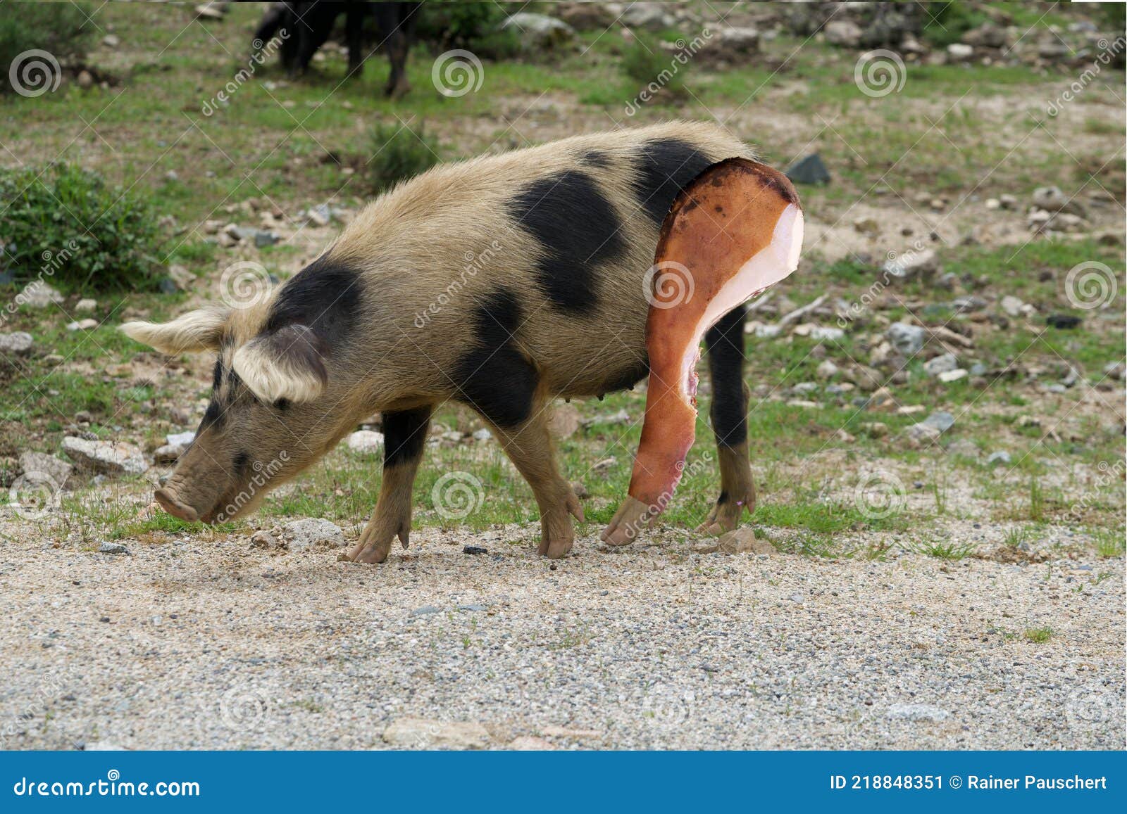Ham at pork stock image. Image of cured, livestock, cuisine - 218848351