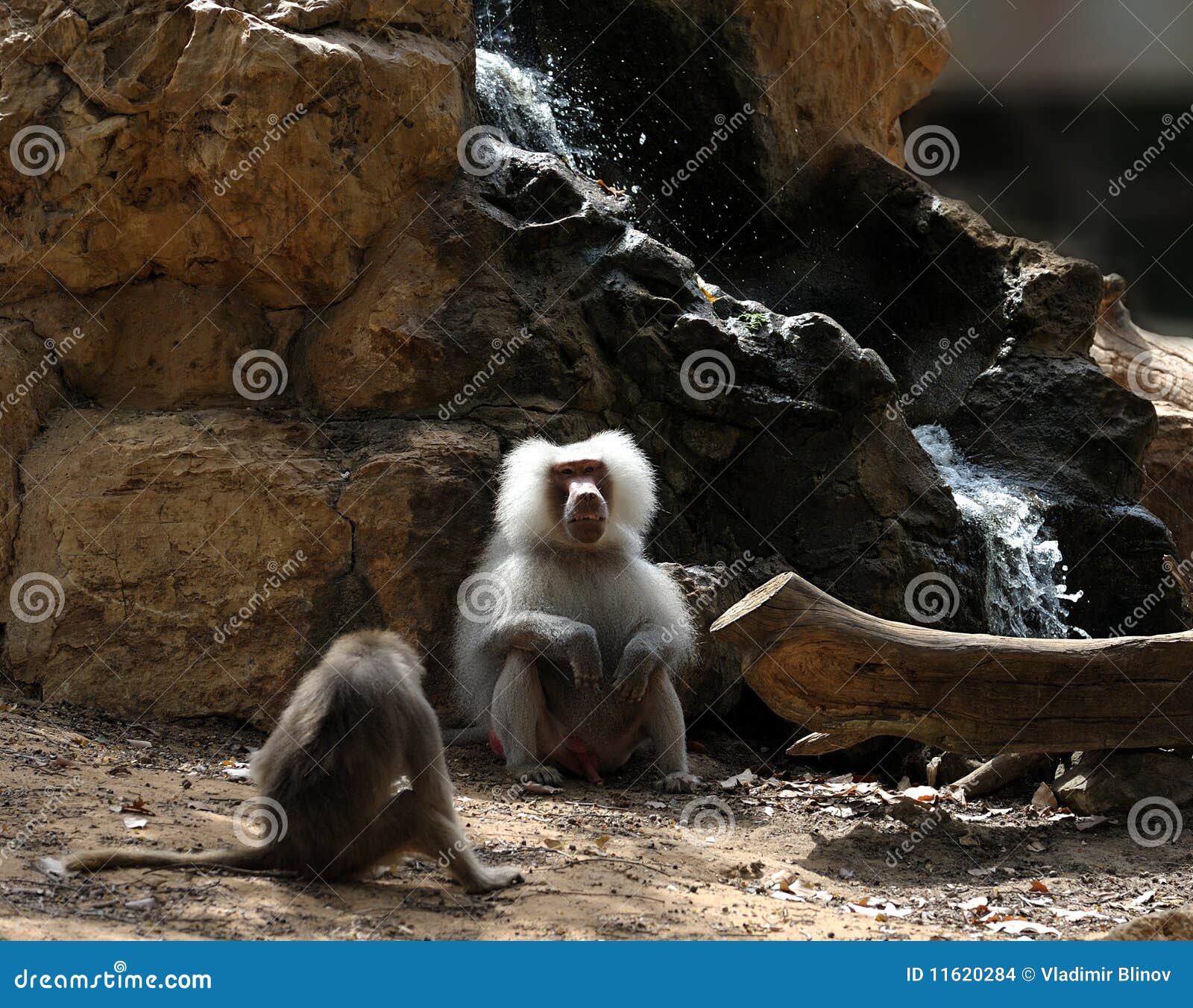 Hamadryad stock photo. Image of holiday, hair, skin, vacations - 11620284