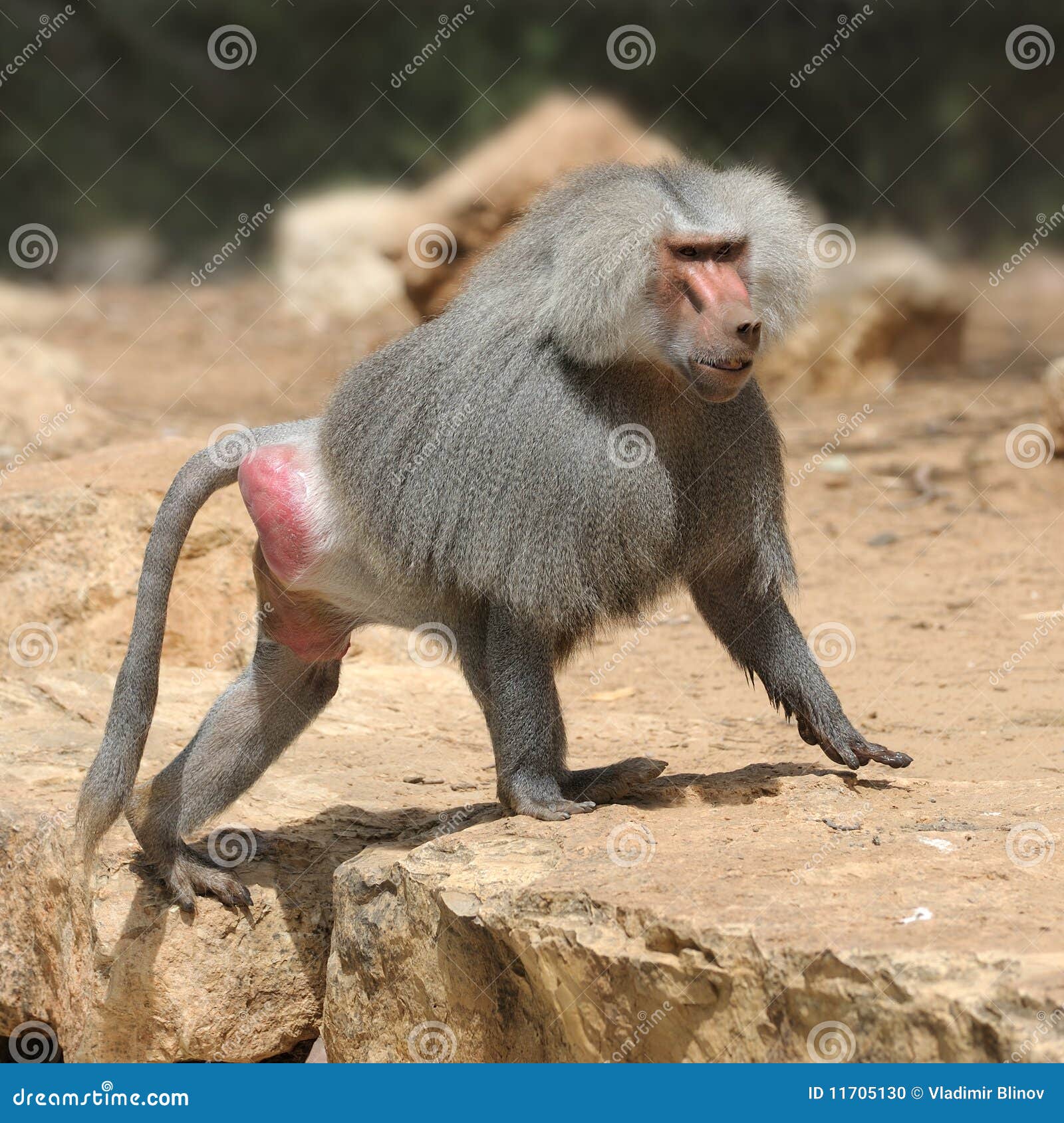 Hamadryad stock photo. Image of reserve, hands, vertebrate - 11705130