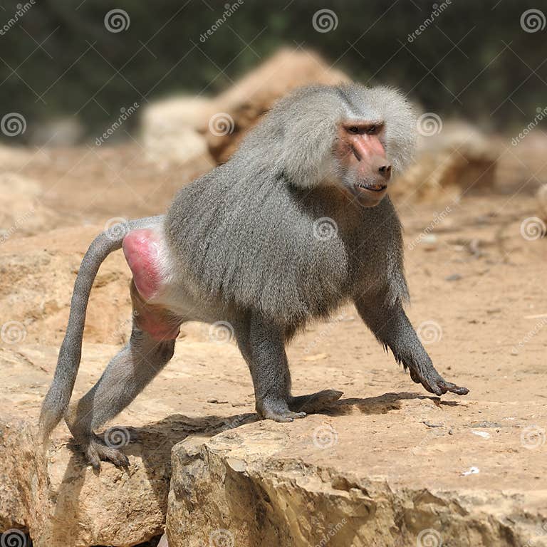 Hamadryad stock photo. Image of reserve, hands, vertebrate - 11705130