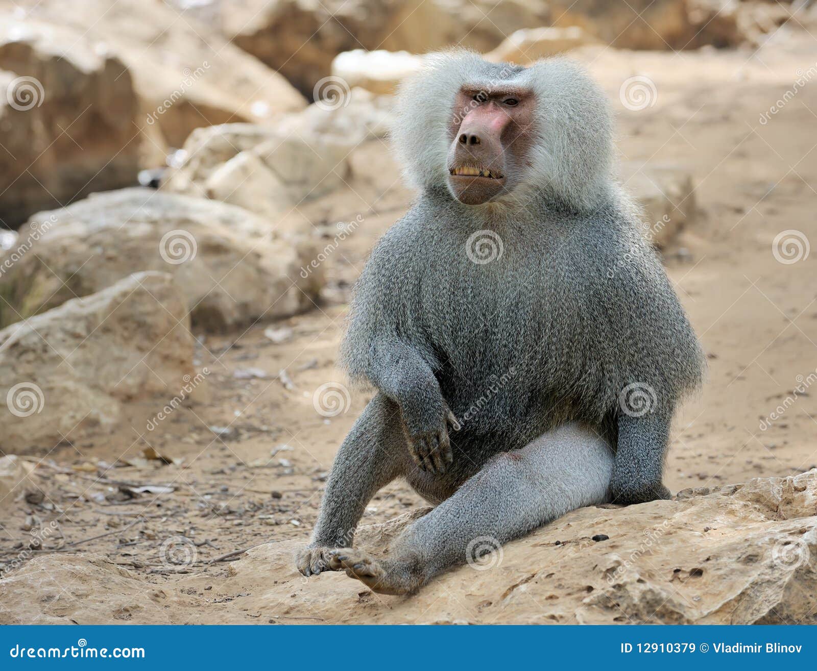Hamadryad stock image. Image of hamadryad, monkey, park - 12910379