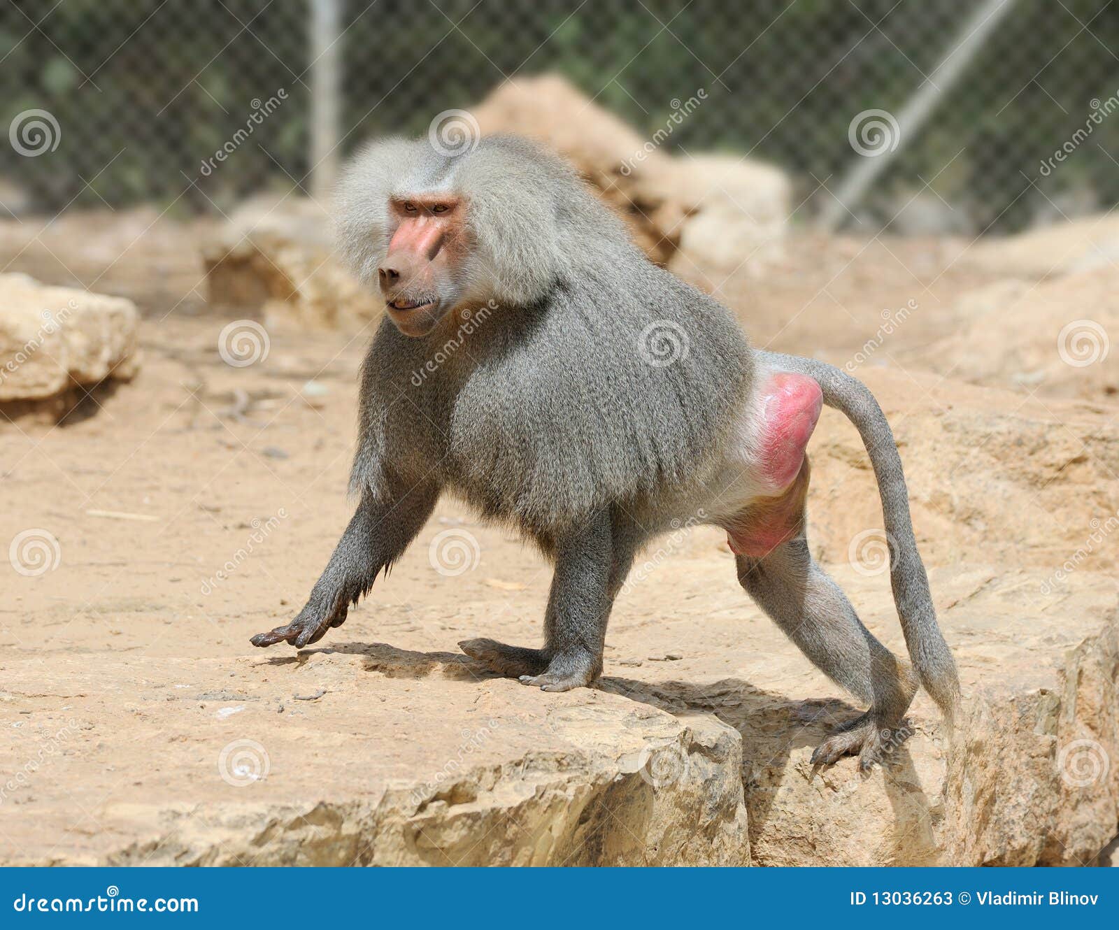 Hamadryad stock image. Image of animals, head, large - 13036263