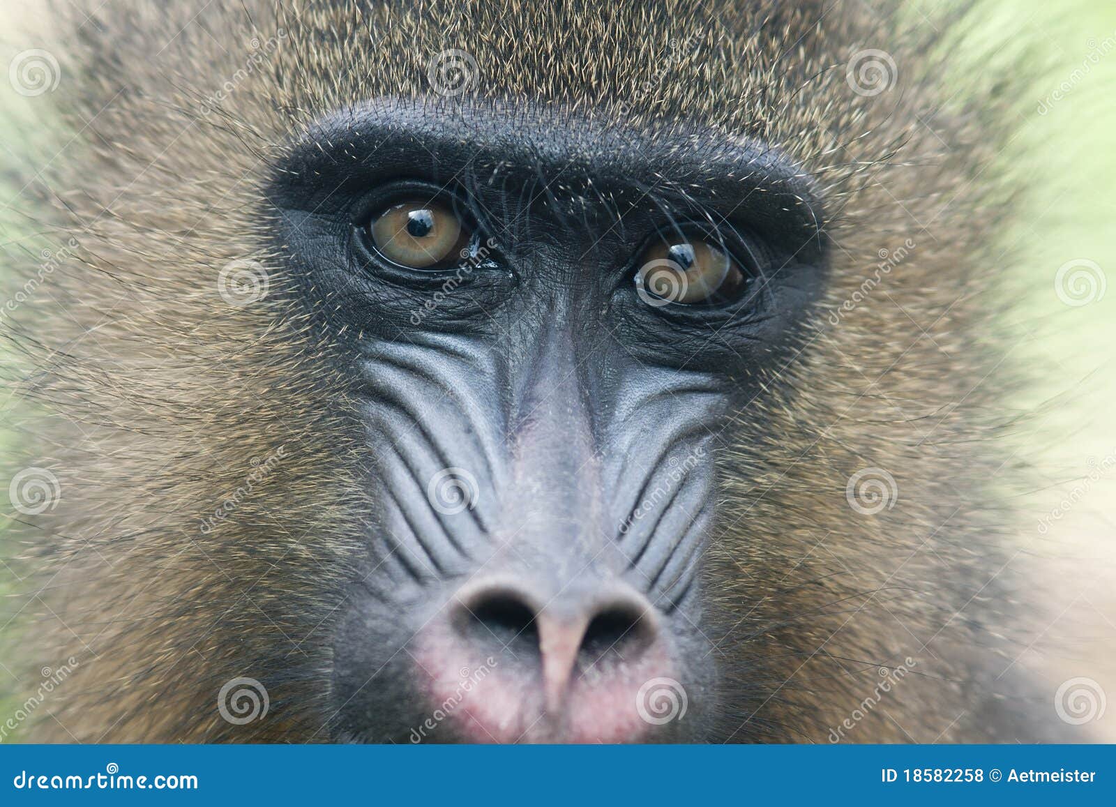 Hamadryad stock photo. Image of female, ornamental, national - 18582258