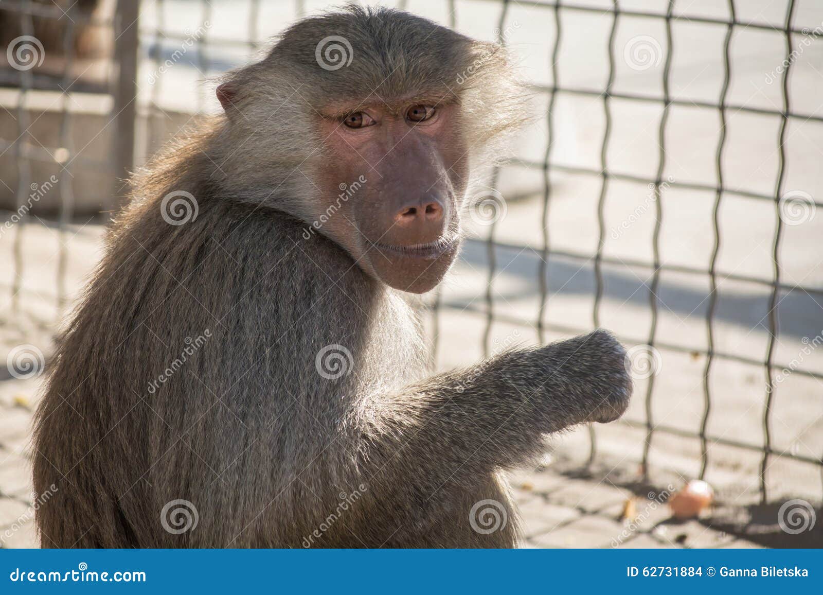 Hamadryad Monkey Sitting in the Zoo Cage Stock Photo - Image of ...