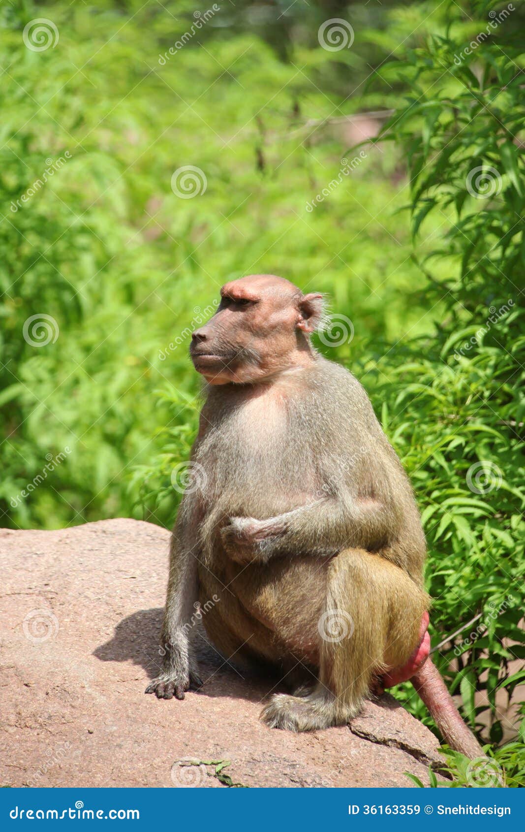 Hamadryas babian fotografering för bildbyråer. Bild av grönska - 36163359