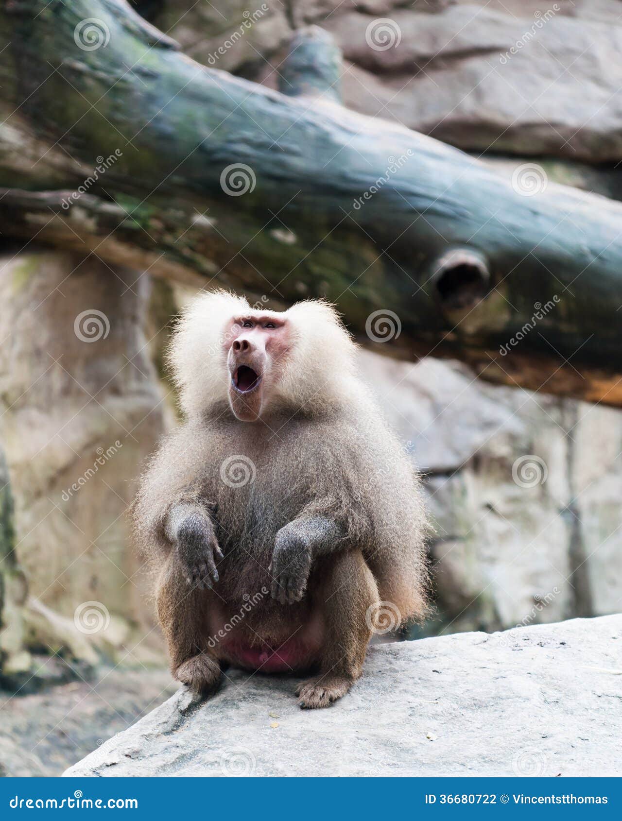 Hamadryas babian arkivfoto. Bild av gammalt, attractor - 36680722