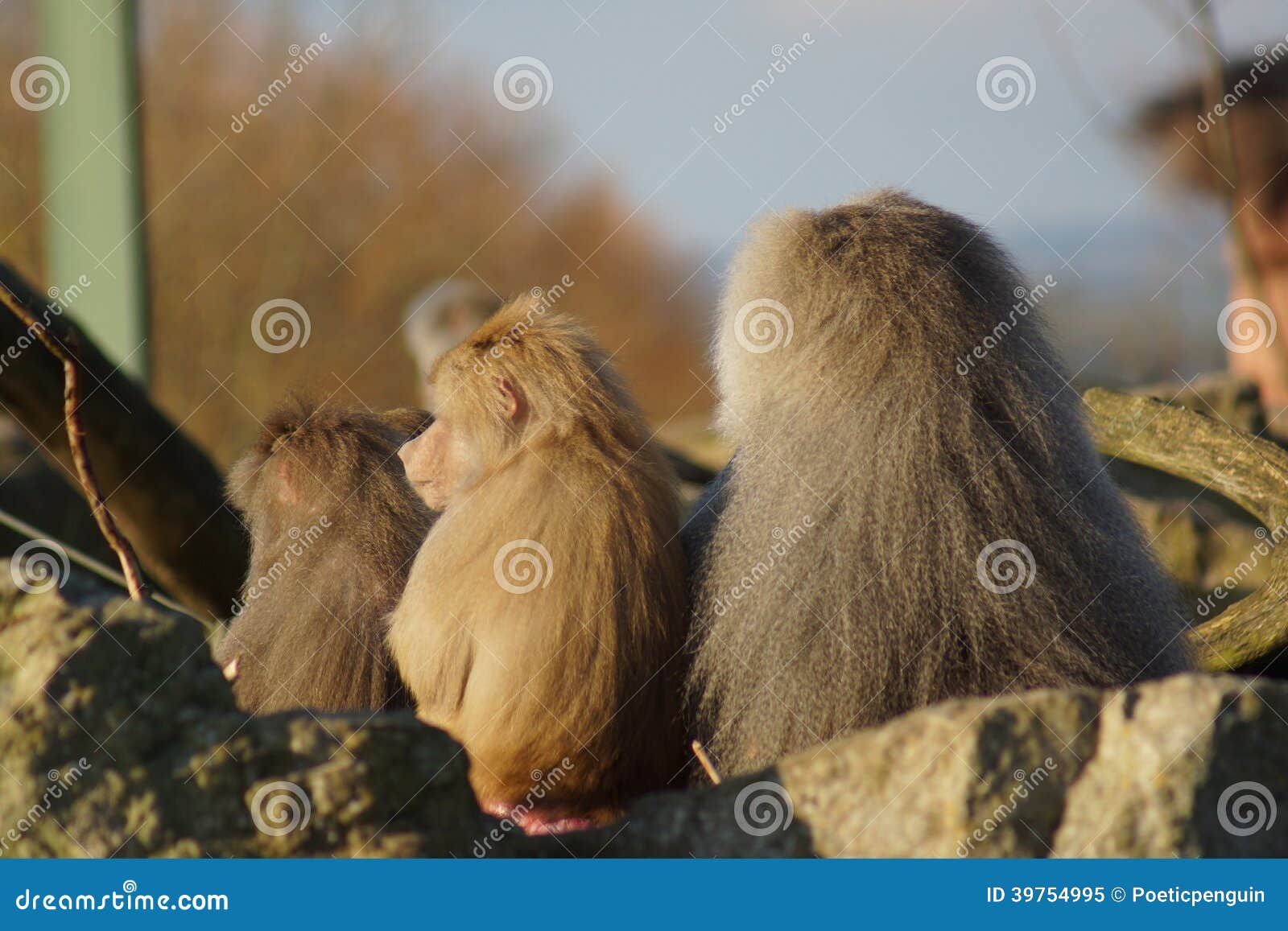 Hamadryas Babian - Papiohamadryas Fotografering för Bildbyråer - Bild ...