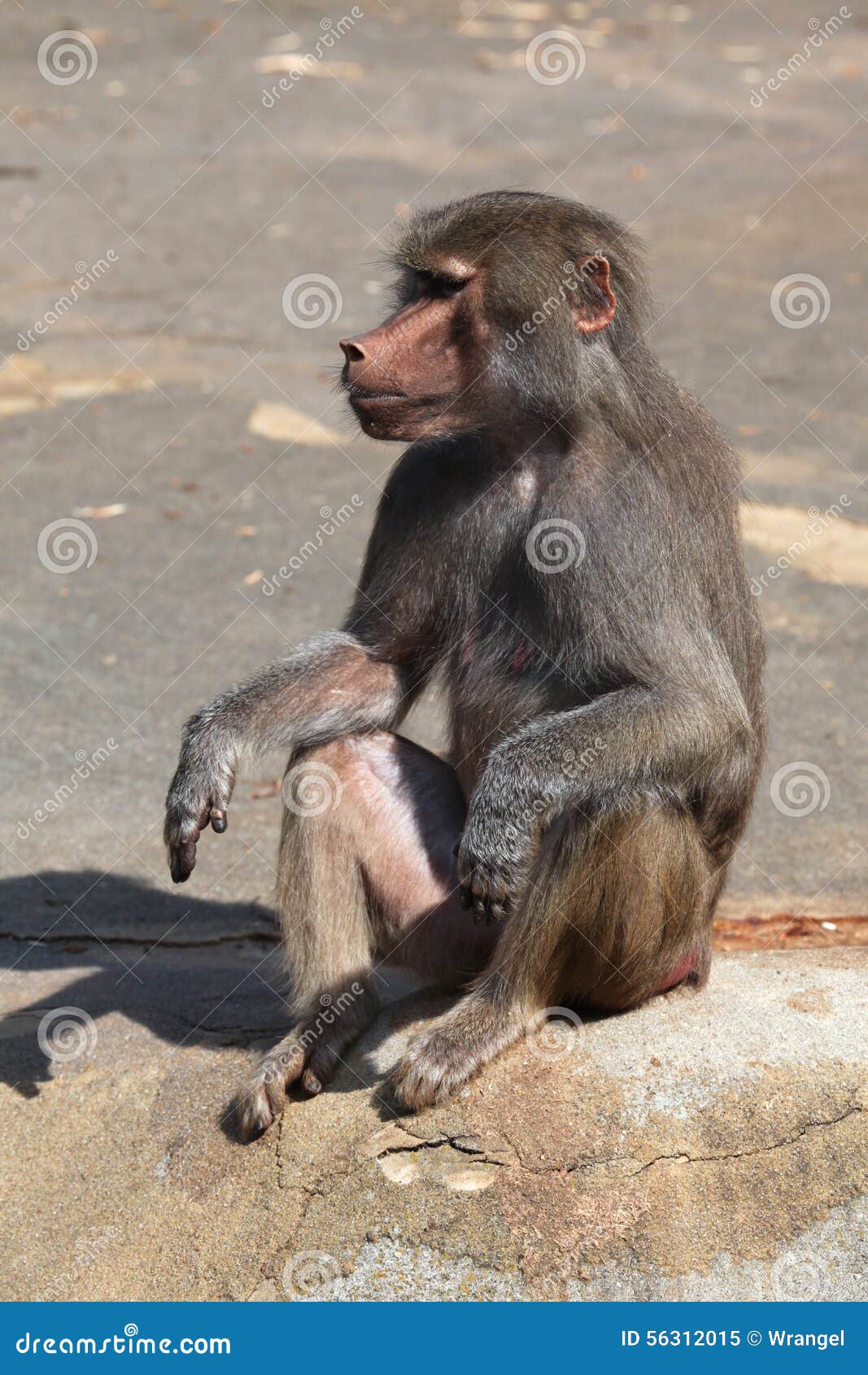 Hamadryas Babian (Papiohamadryas) Fotografering för Bildbyråer - Bild ...