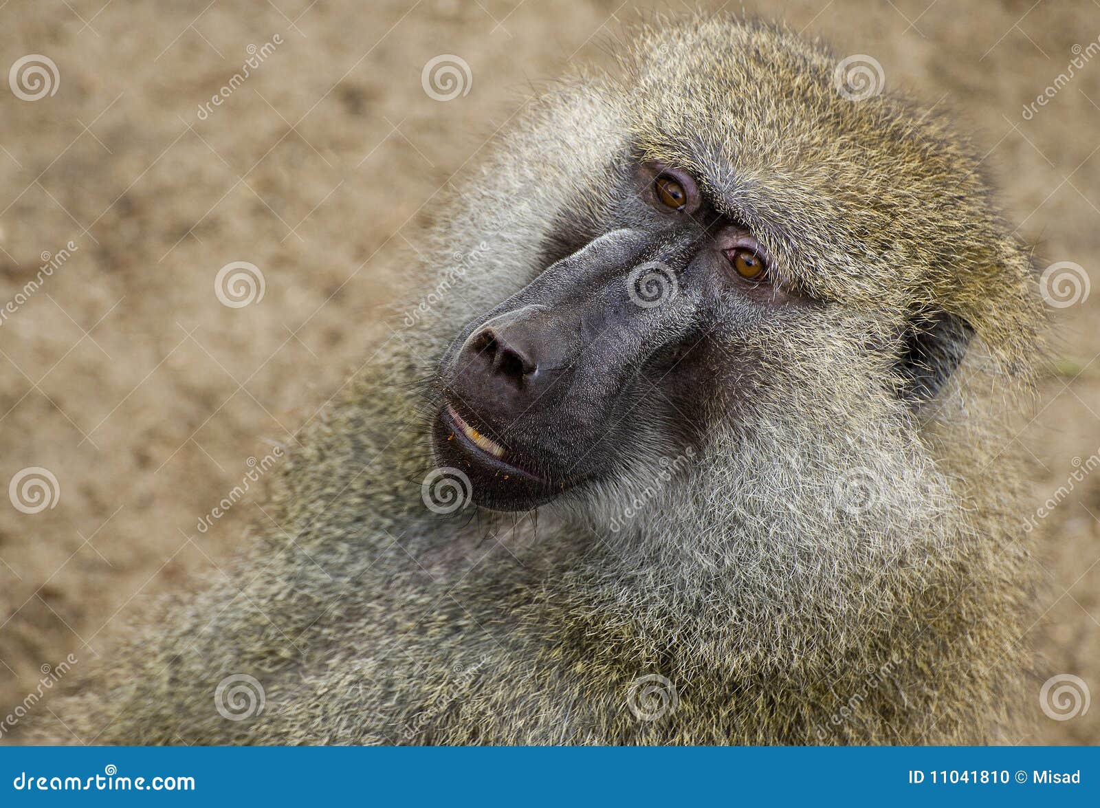 Hamadryas Baboon stock photo. Image of teeth, monkey - 11041810