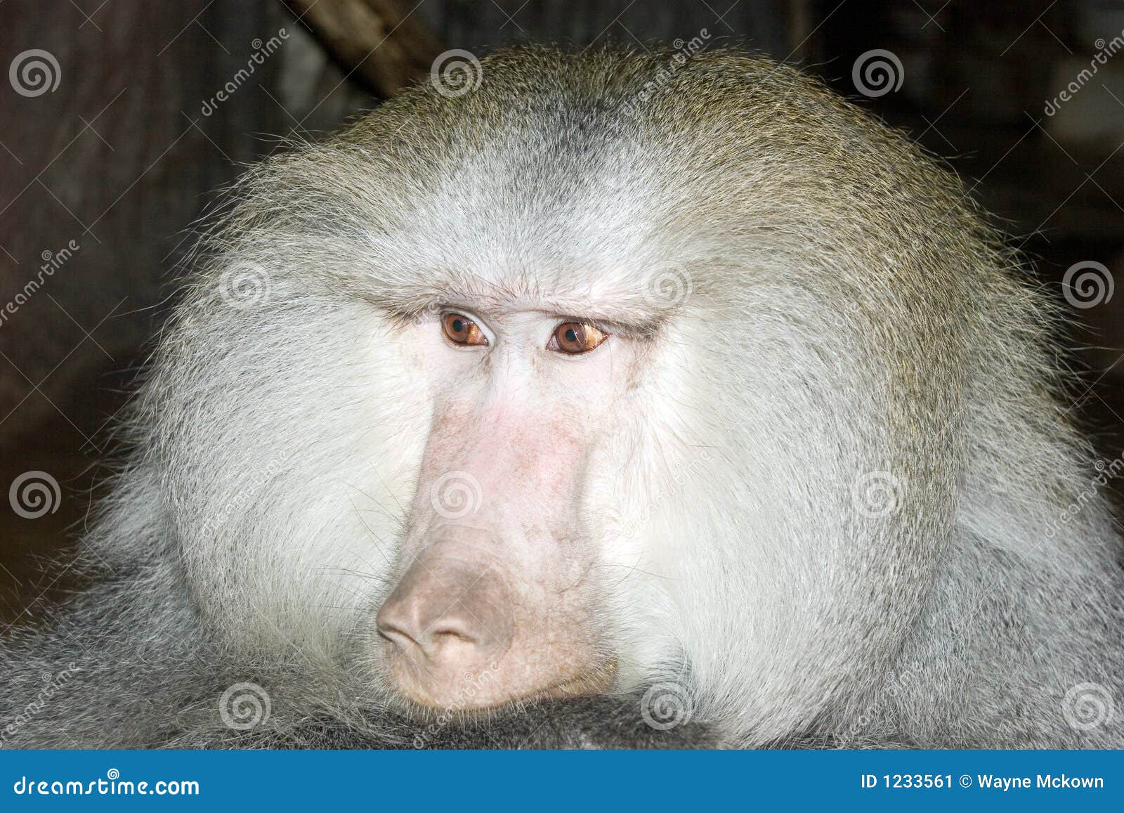 Hamadryas baboon stock image. Image of gray, curious, conservation ...