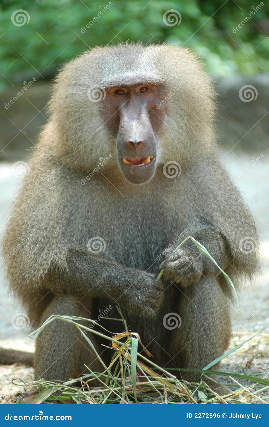 Hamadryas Baboon stock photo. Image of baboon, papio, animal - 2272596
