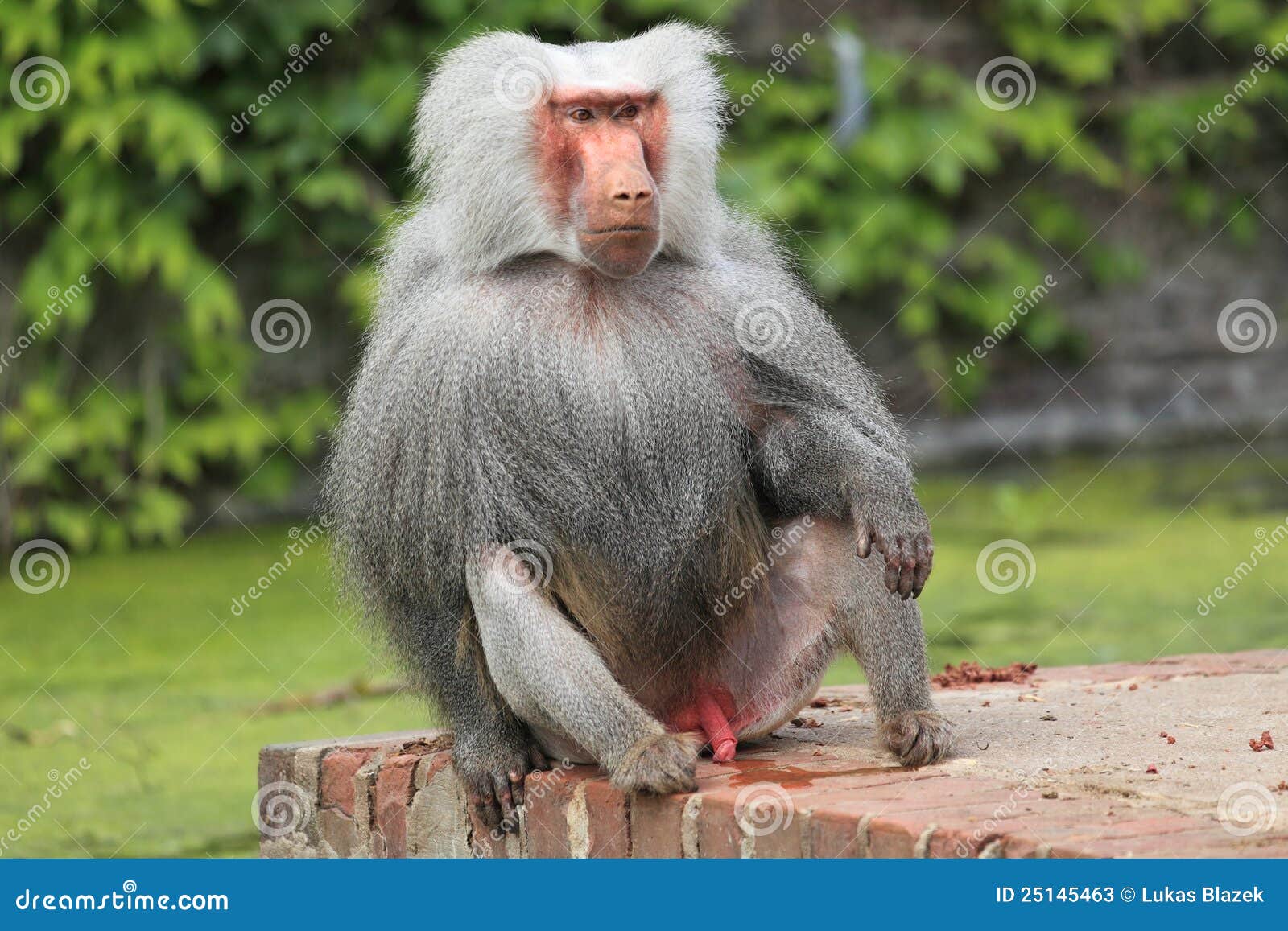 Hamadryas baboon stock image. Image of sitting, hamadryas - 25145463