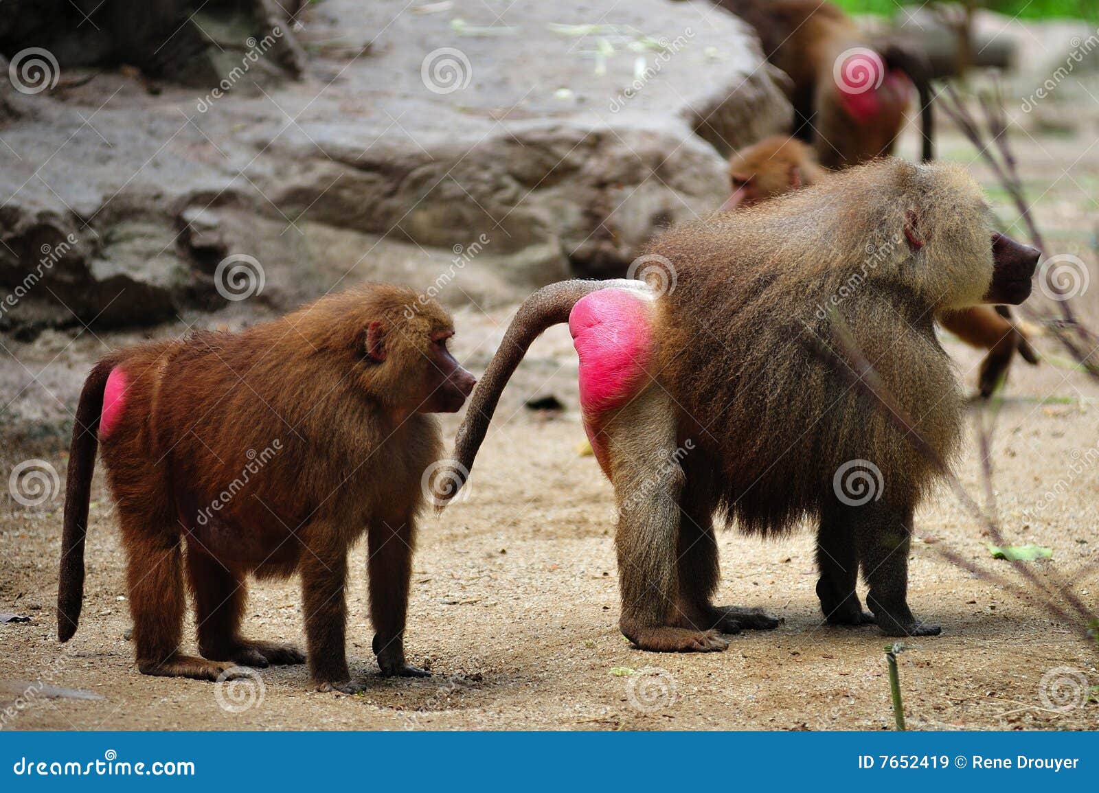 Hamadryas baboon stock image. Image of female, attendant - 7652419