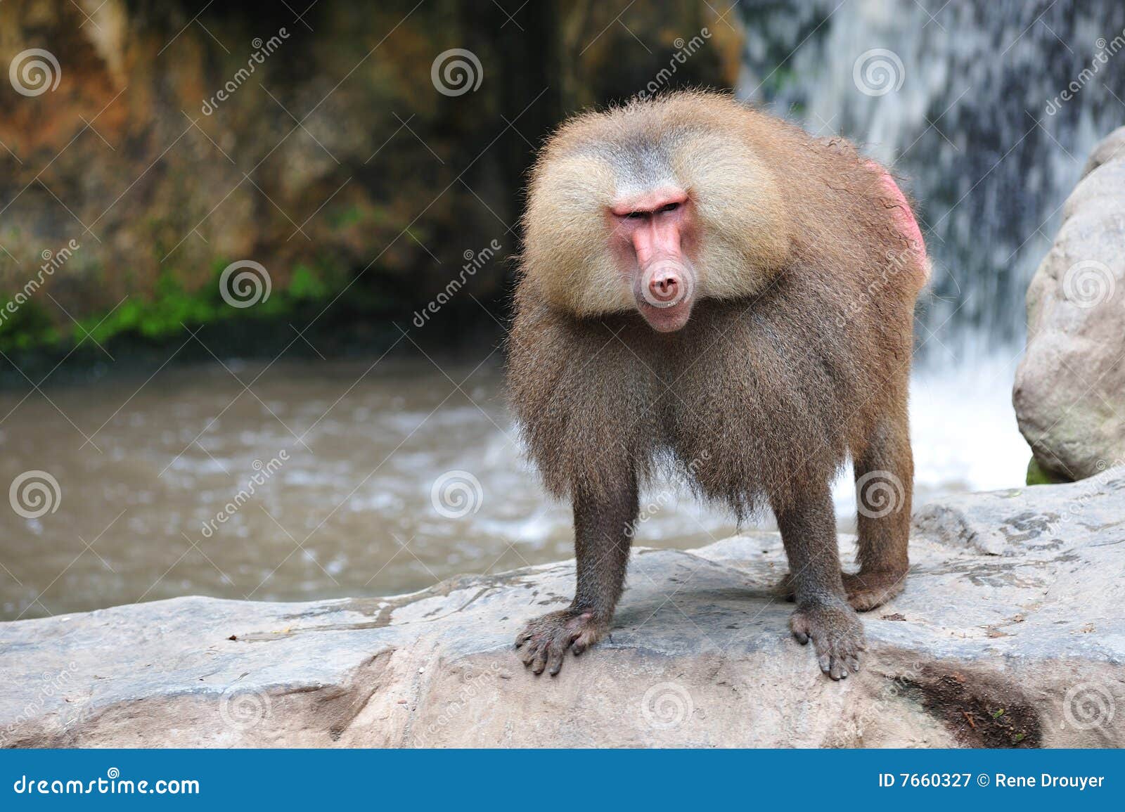 Hamadryas baboon stock image. Image of egypt, animal, papio - 7660327