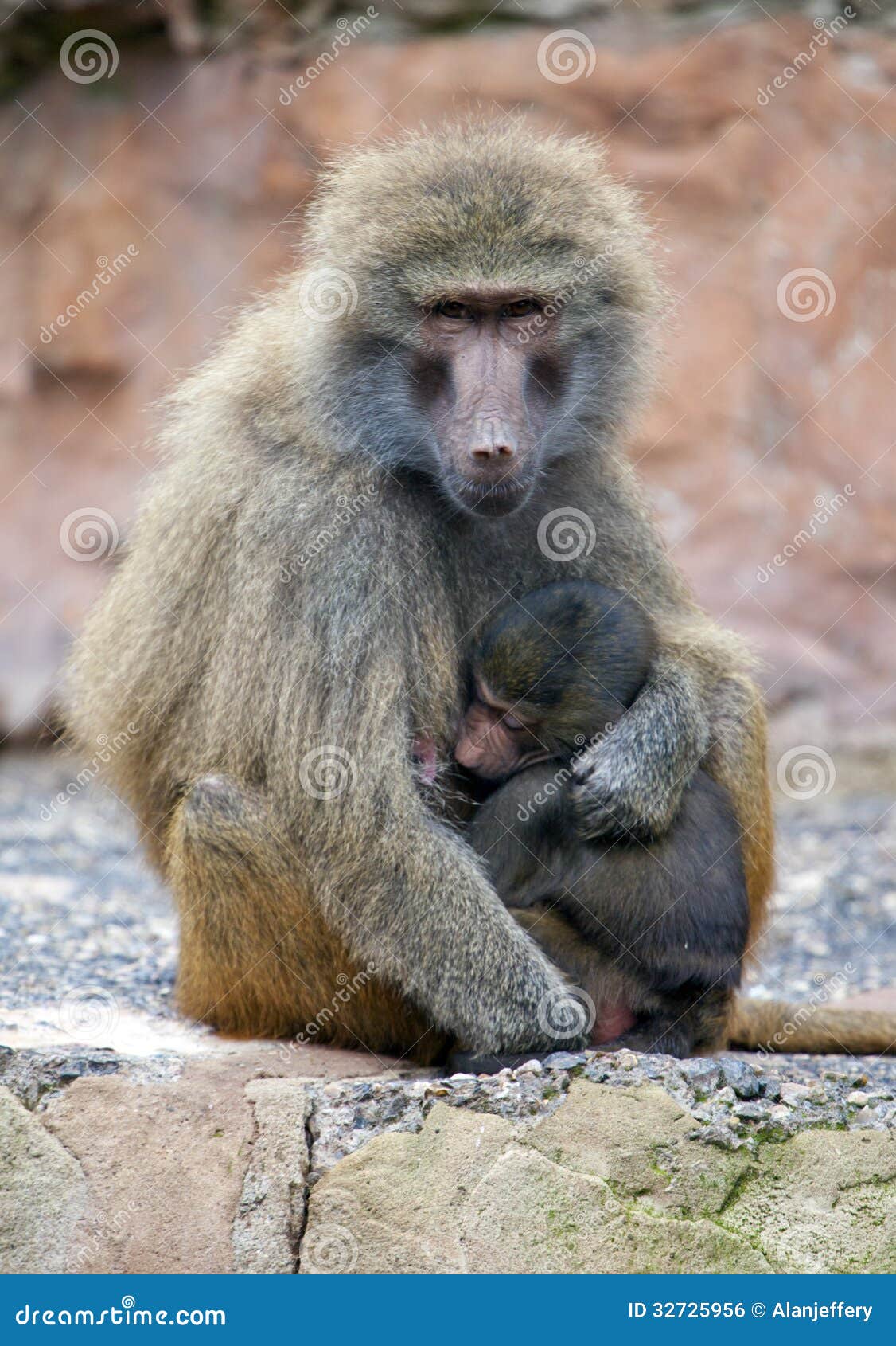 Hamadryas Baboon with baby stock photo. Image of animal - 32725956