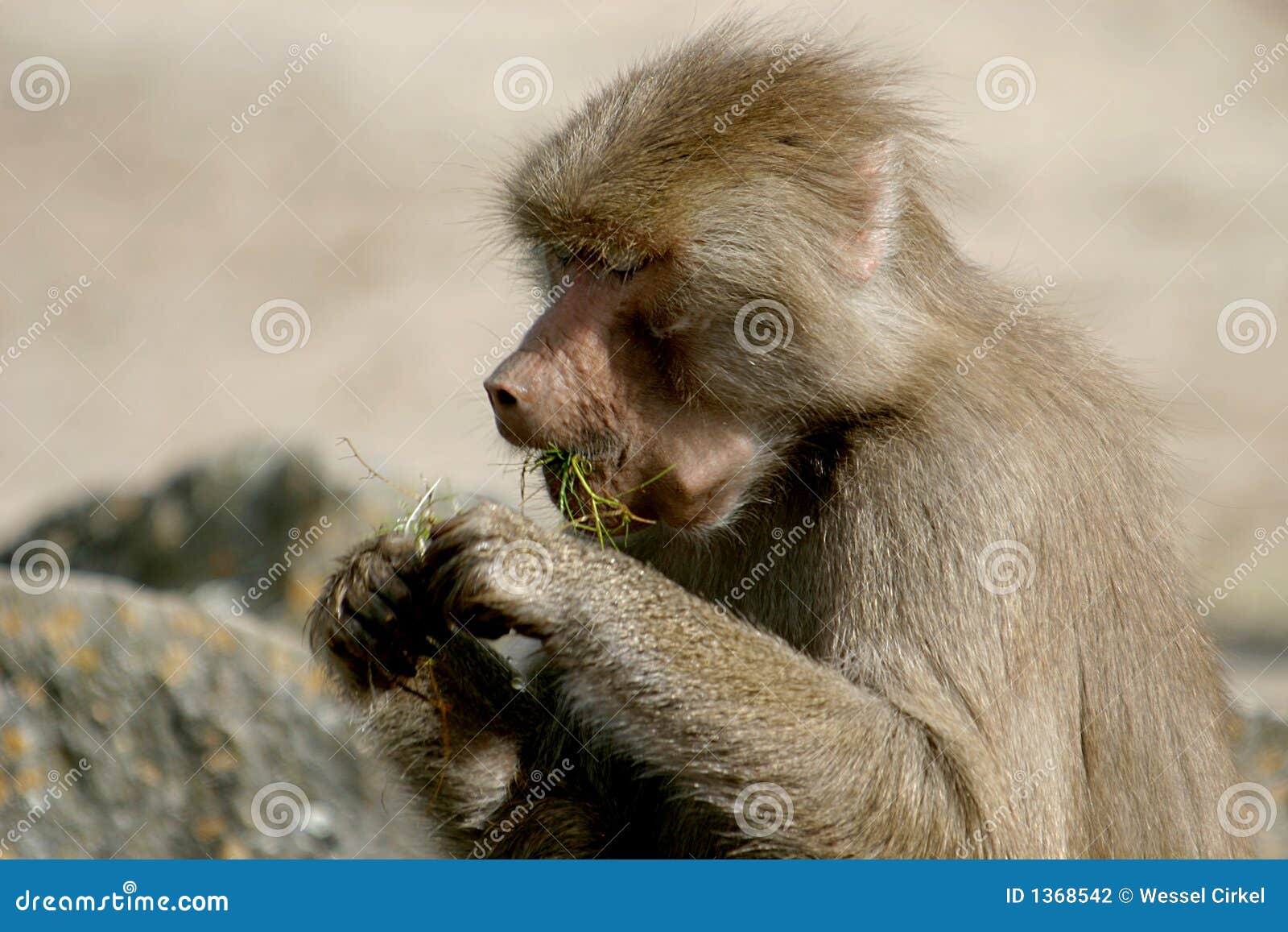 The Hamadryas Baboon is Eating Stock Photo - Image of eats ...