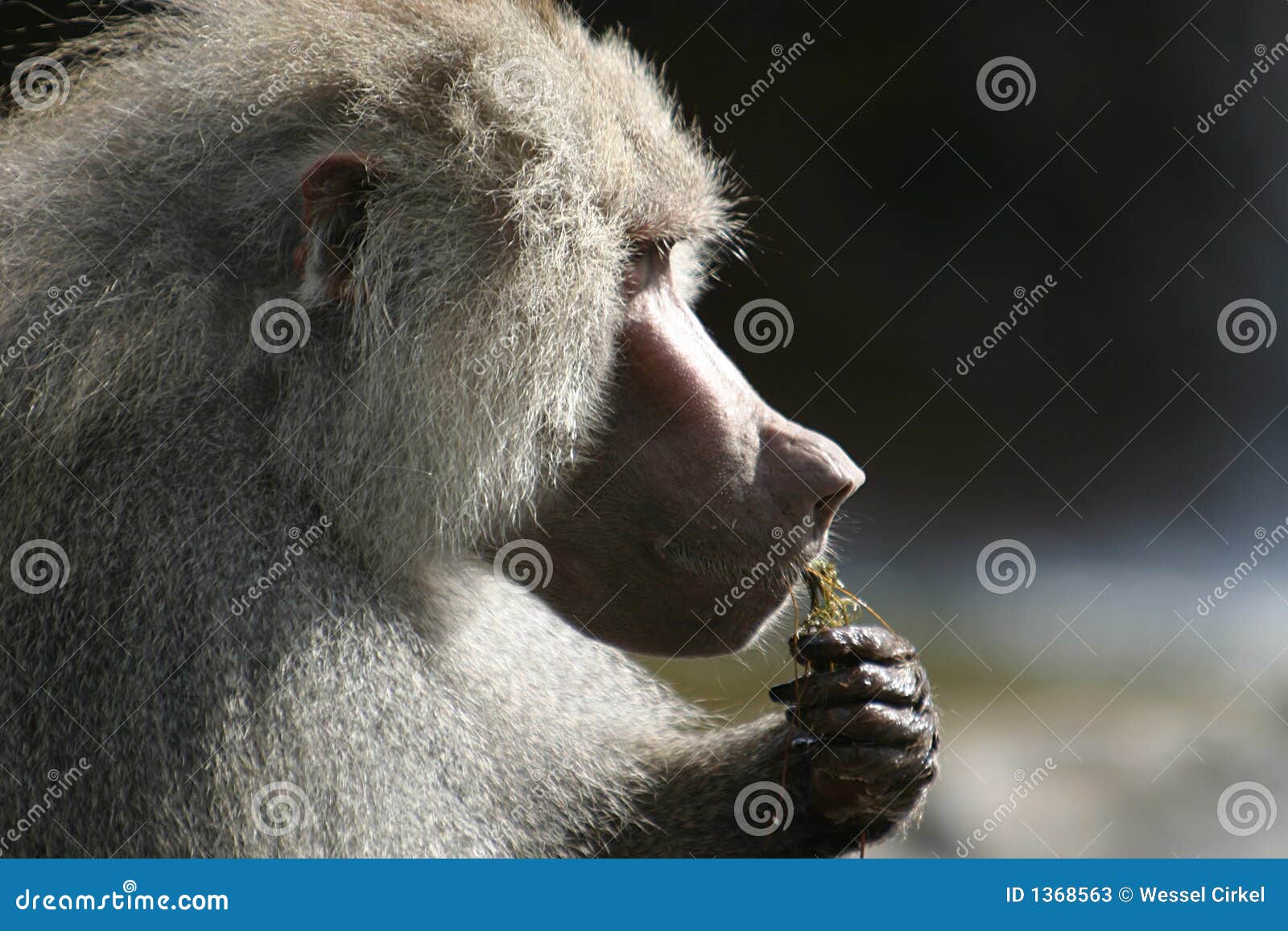 The Hamadryas Baboon is Eating Stock Image - Image of food ...