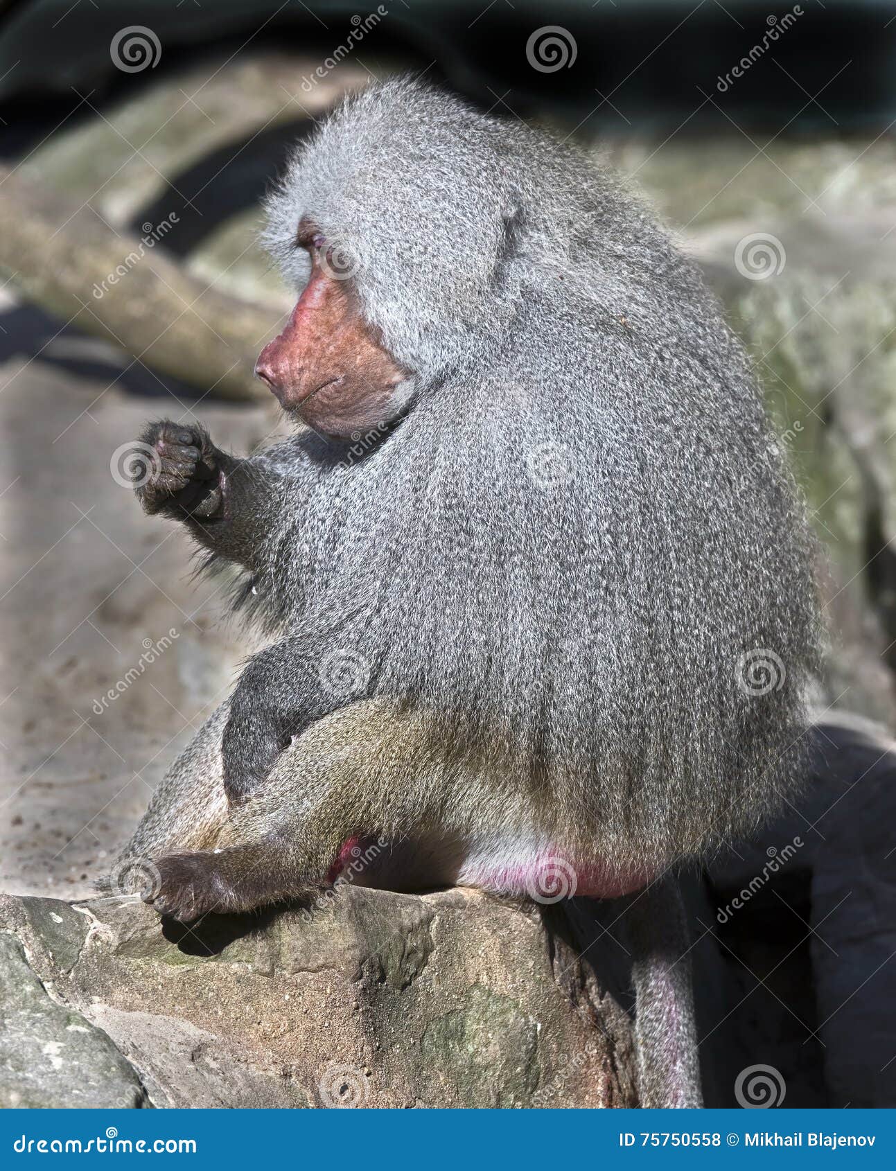 Hamadryas baboon male 1 stock photo. Image of africa - 75750558