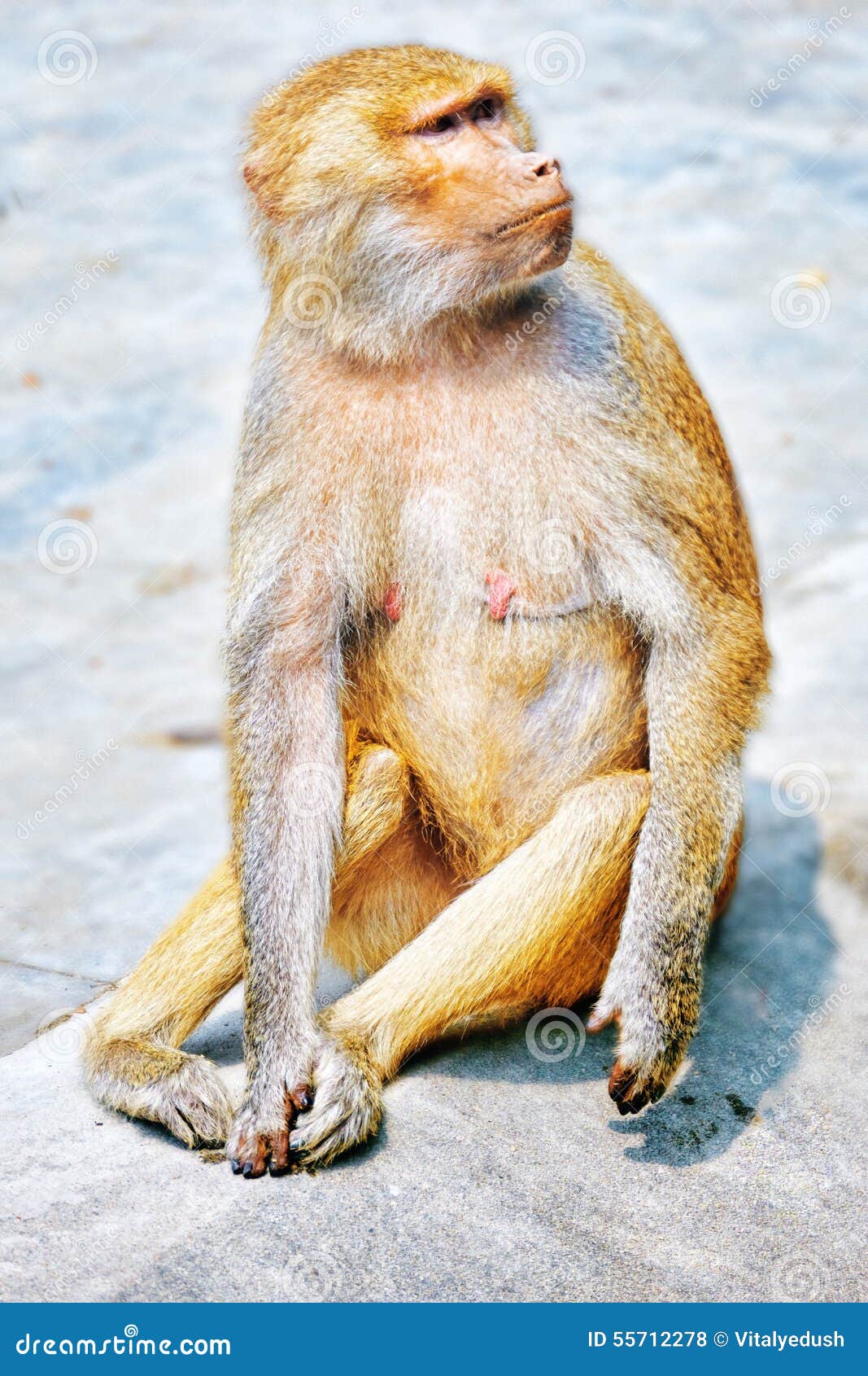 Hamadryas Baboon monkey. stock photo. Image of male, mammal - 55712278