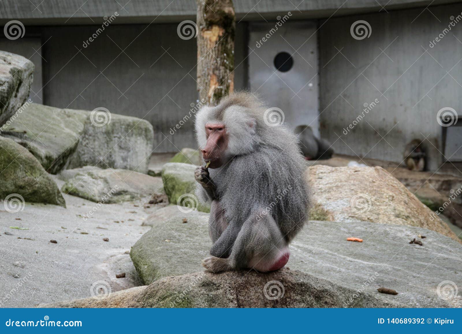 Hamadryas baboon monkey stock photo. Image of mammal - 140689392