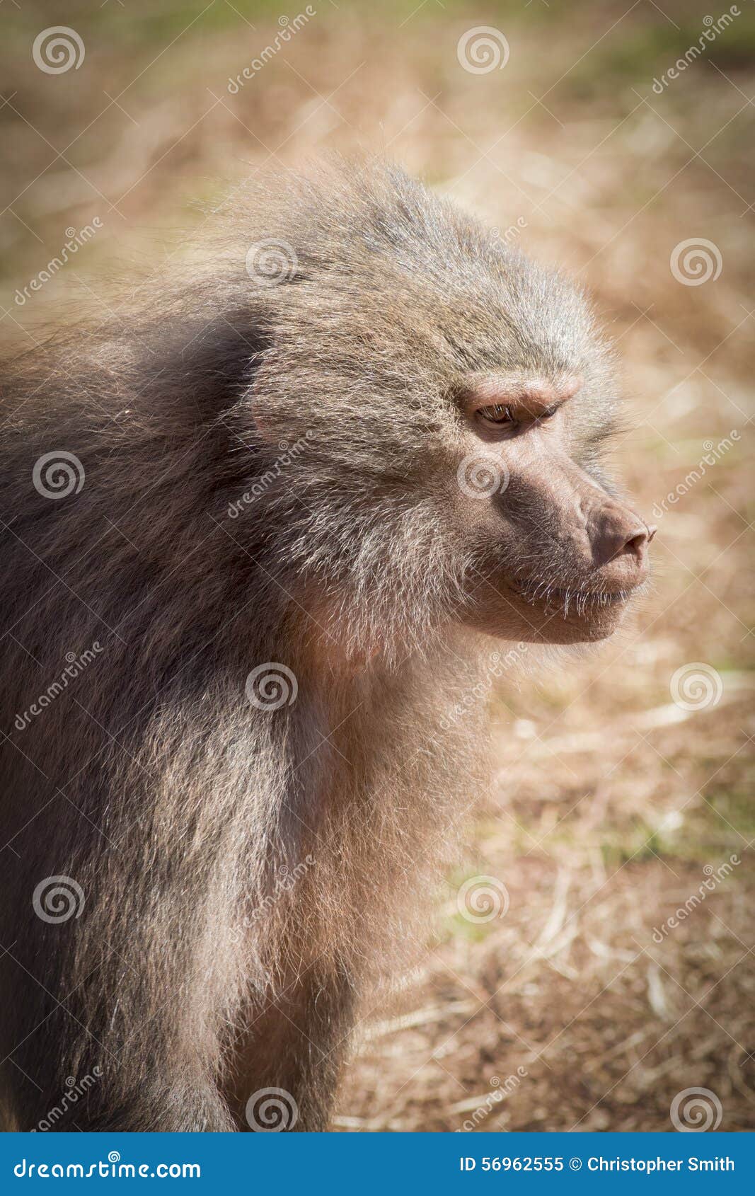 Hamadryas Baboon (Papio Hamadryas) Stock Image - Image of hamadryas ...