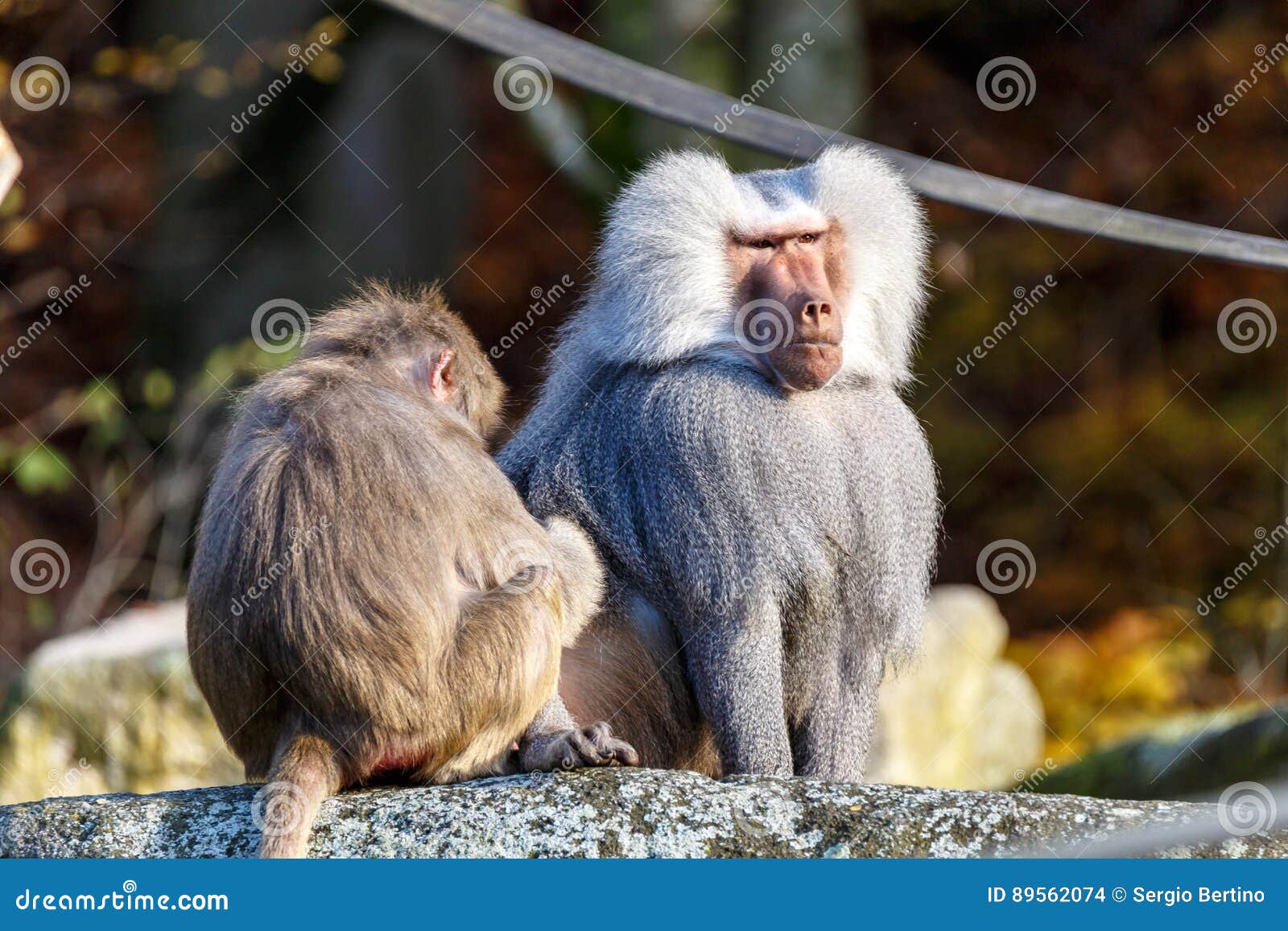 Couple Of Hamadryas Baboons Together, Male And Female Sitting Close ...