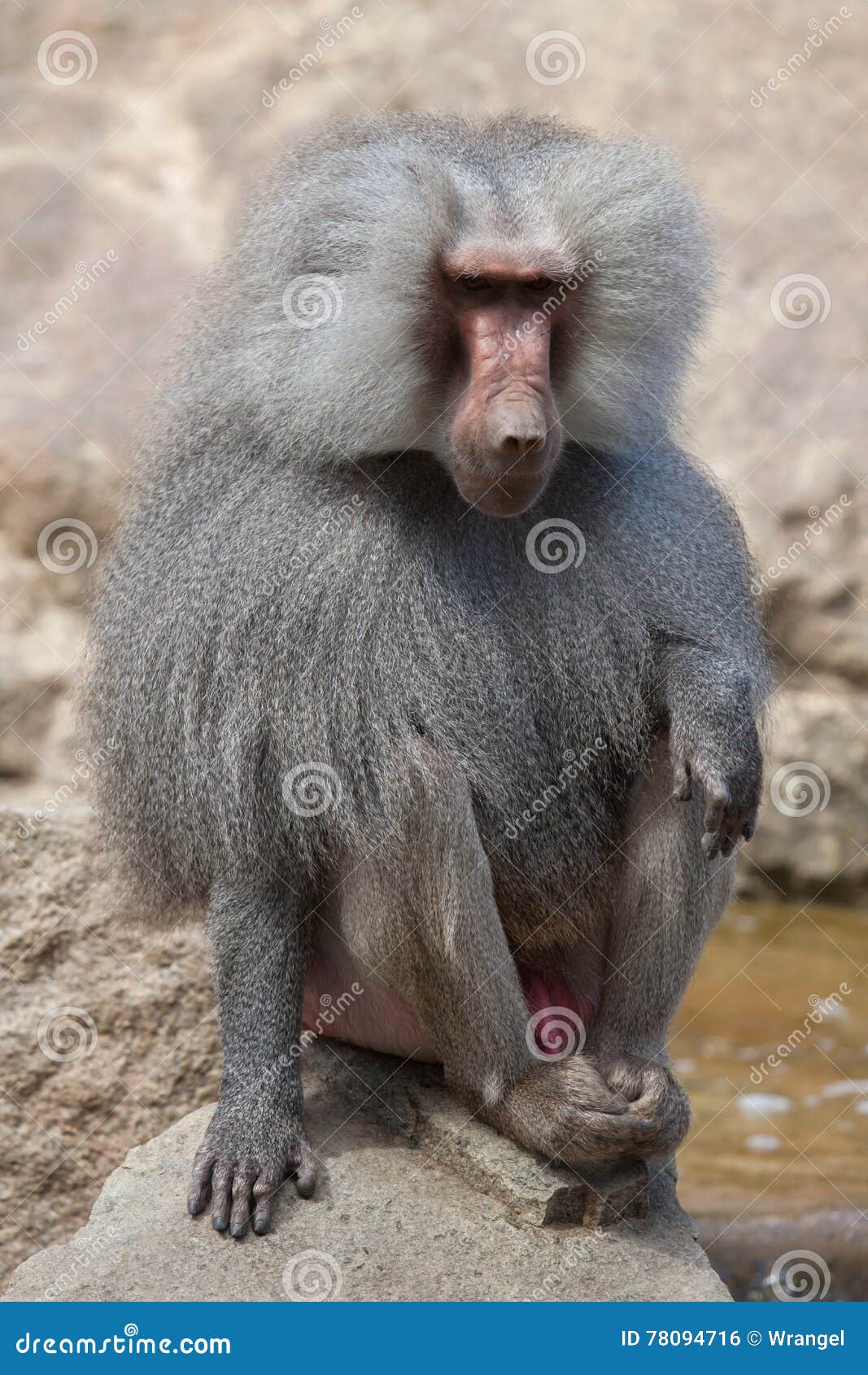 Hamadryas Baboon (Papio Hamadryas). Stock Photo - Image of male, life ...