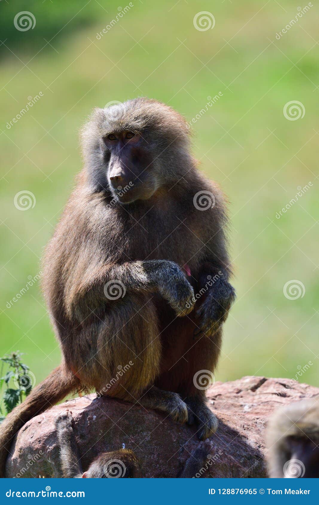 Hamadryas Baboon Papio Hamadryas Stock Image - Image of portrait ...