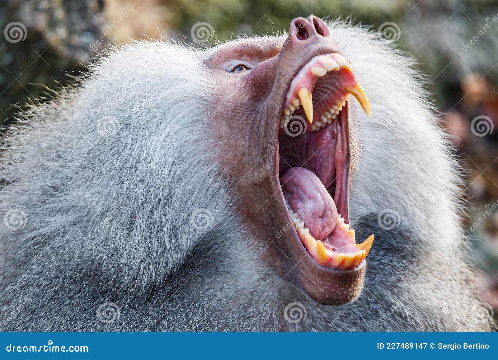 Couple Of Hamadryas Baboons Together, Male And Female Sitting Close ...