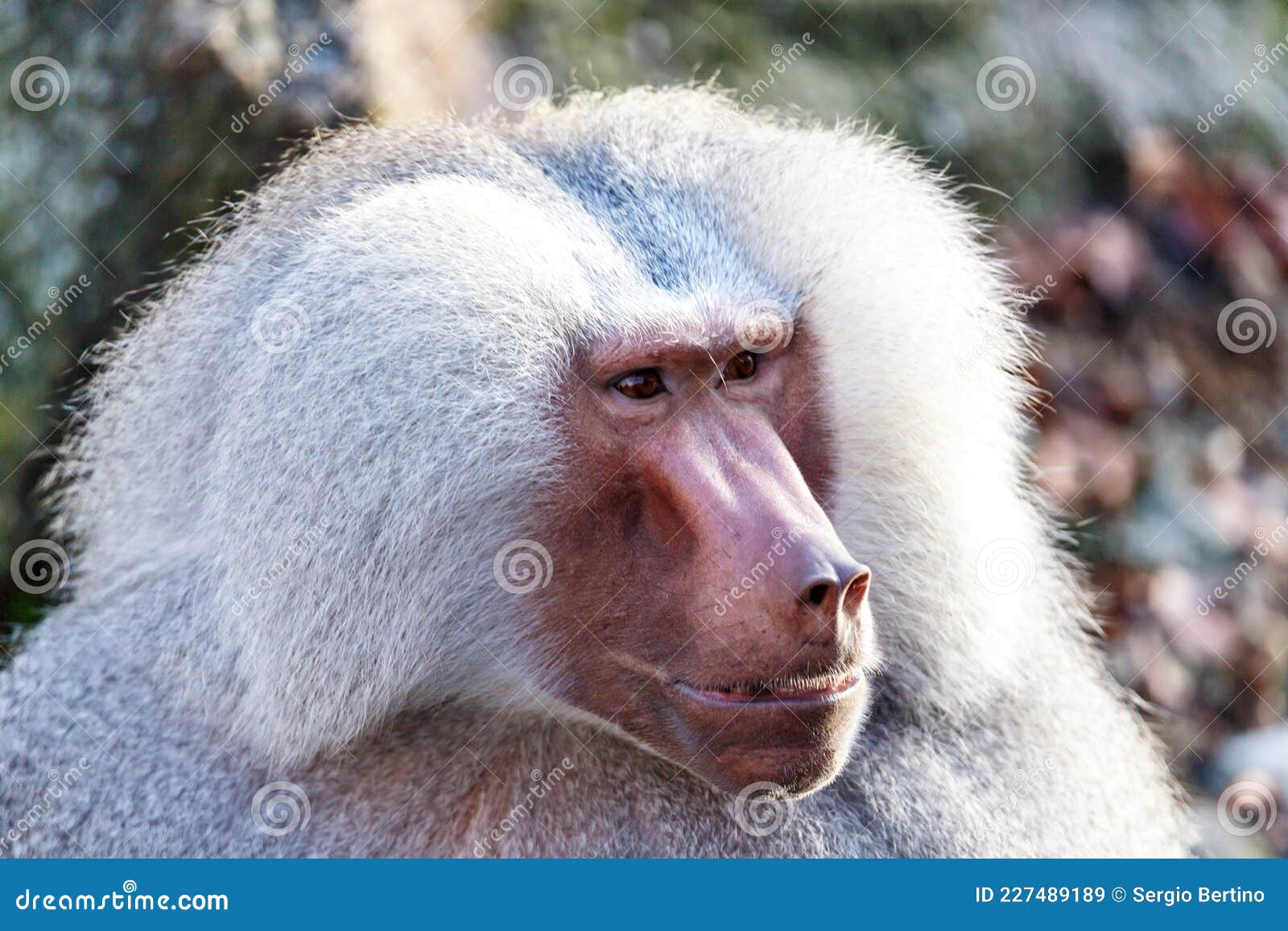 Couple Of Hamadryas Baboons Together, Male And Female Sitting Close ...