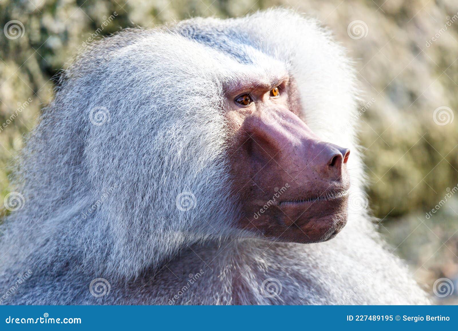 Couple Of Hamadryas Baboons Together, Male And Female Sitting Close ...