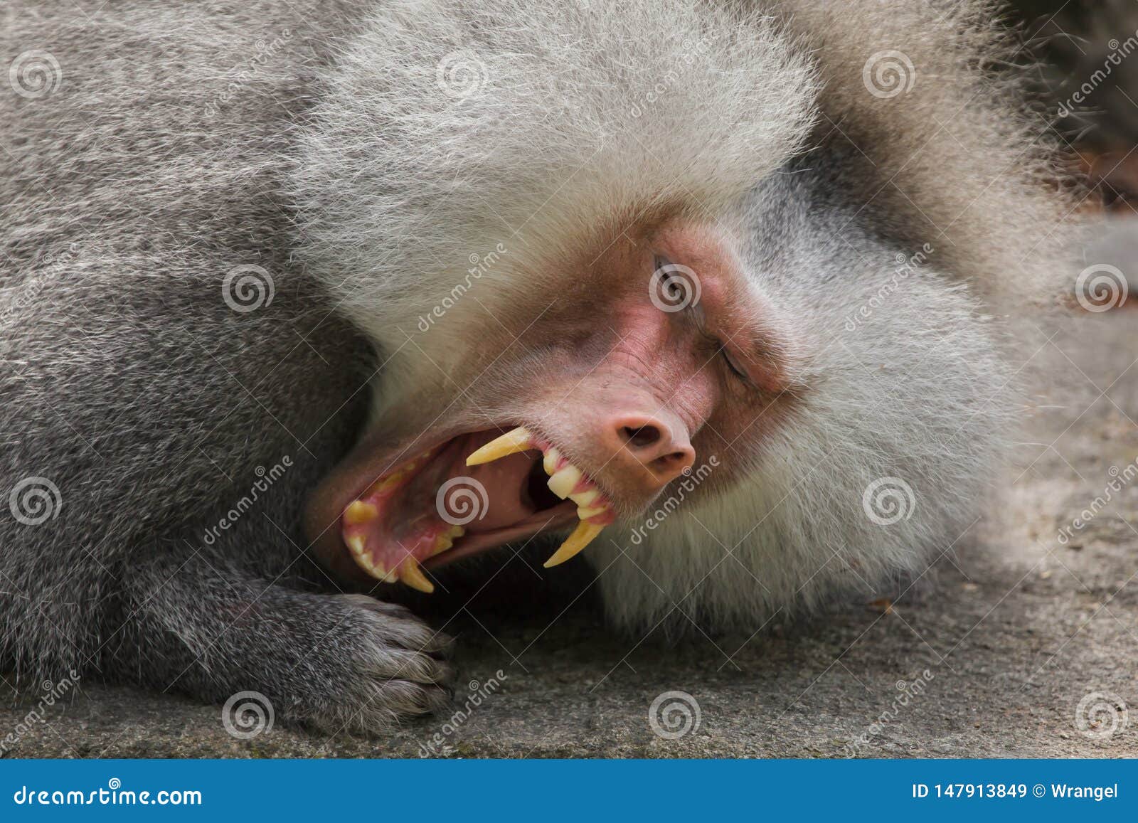 Hamadryas Baboon Papio Hamadryas Stock Image - Image of baboons ...