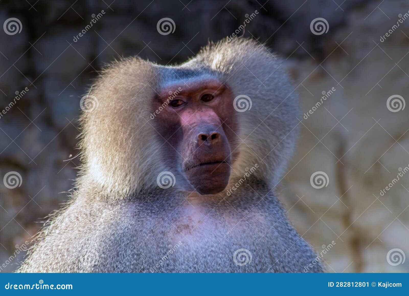 The Hamadryas Baboon: a Primate Species in a Zoo Stock Image - Image of ...