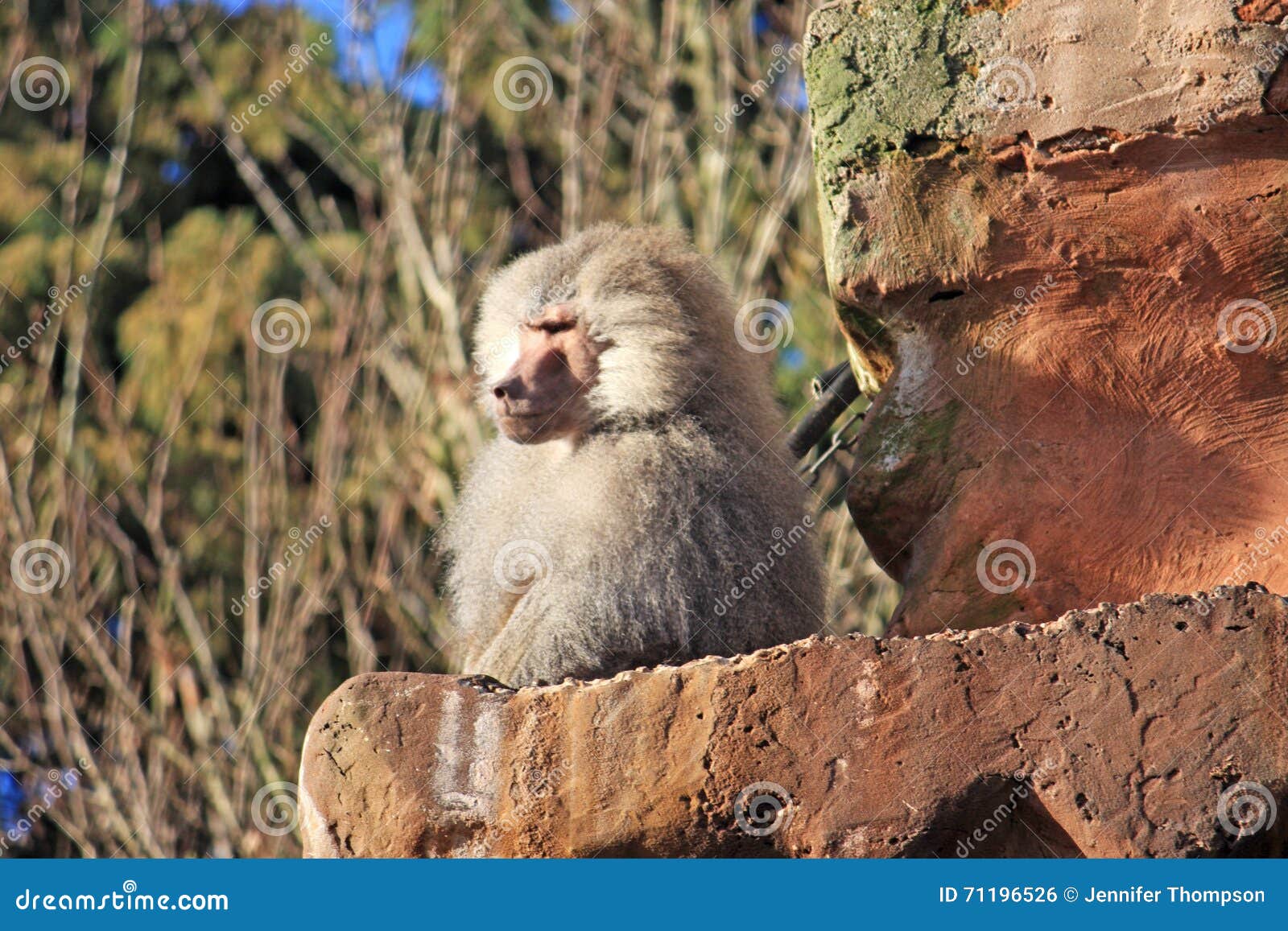 Hamadryas baboon stock photo. Image of rock, baboon, sacred - 71196526