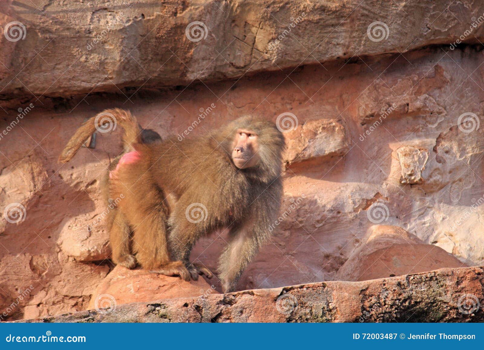 Hamadryas Baboon stock image. Image of baboon, face, troop - 72003487