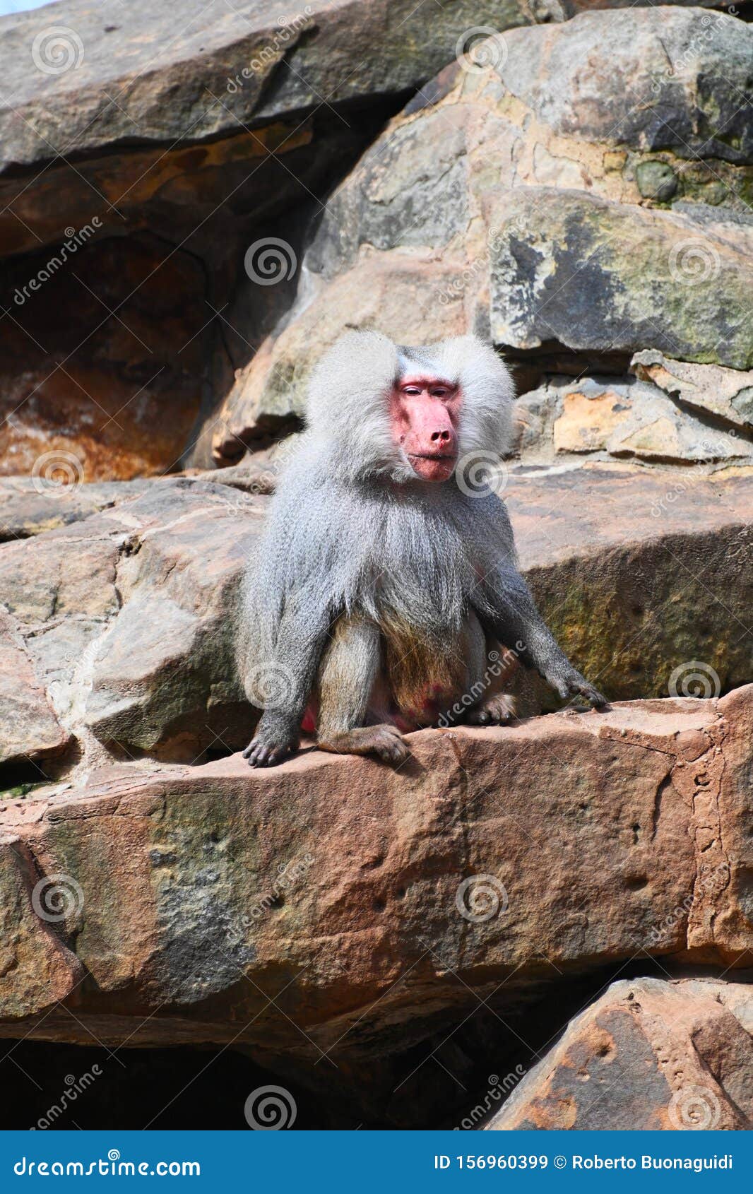 A Hamadryas Baboon Sitting on a Rock Stock Image - Image of mammal ...