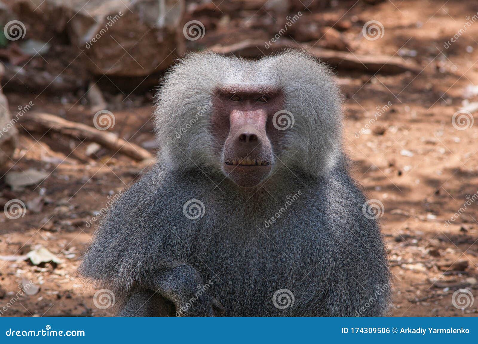 Hamadryas Baboon Looking Directly at the Camera Stock Photo - Image of ...