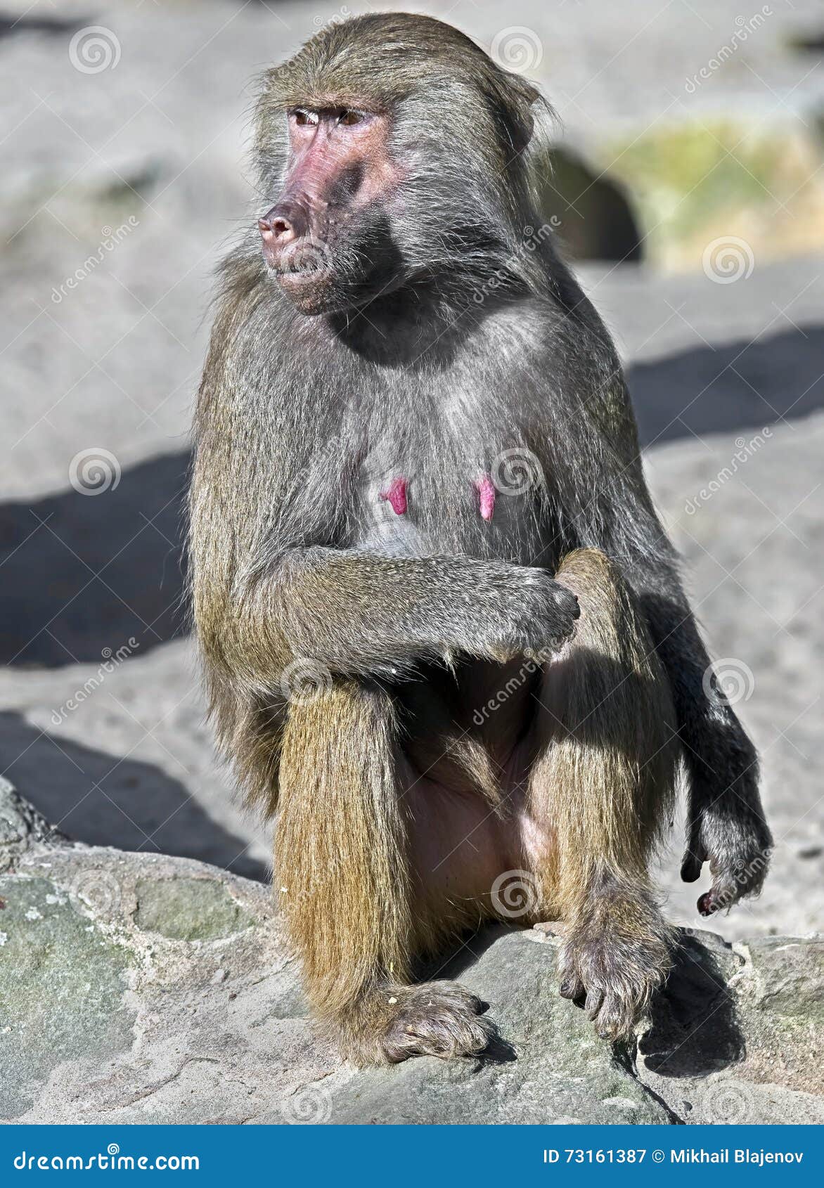 Hamadryas baboon 5 stock image. Image of cunning, tail - 73161387