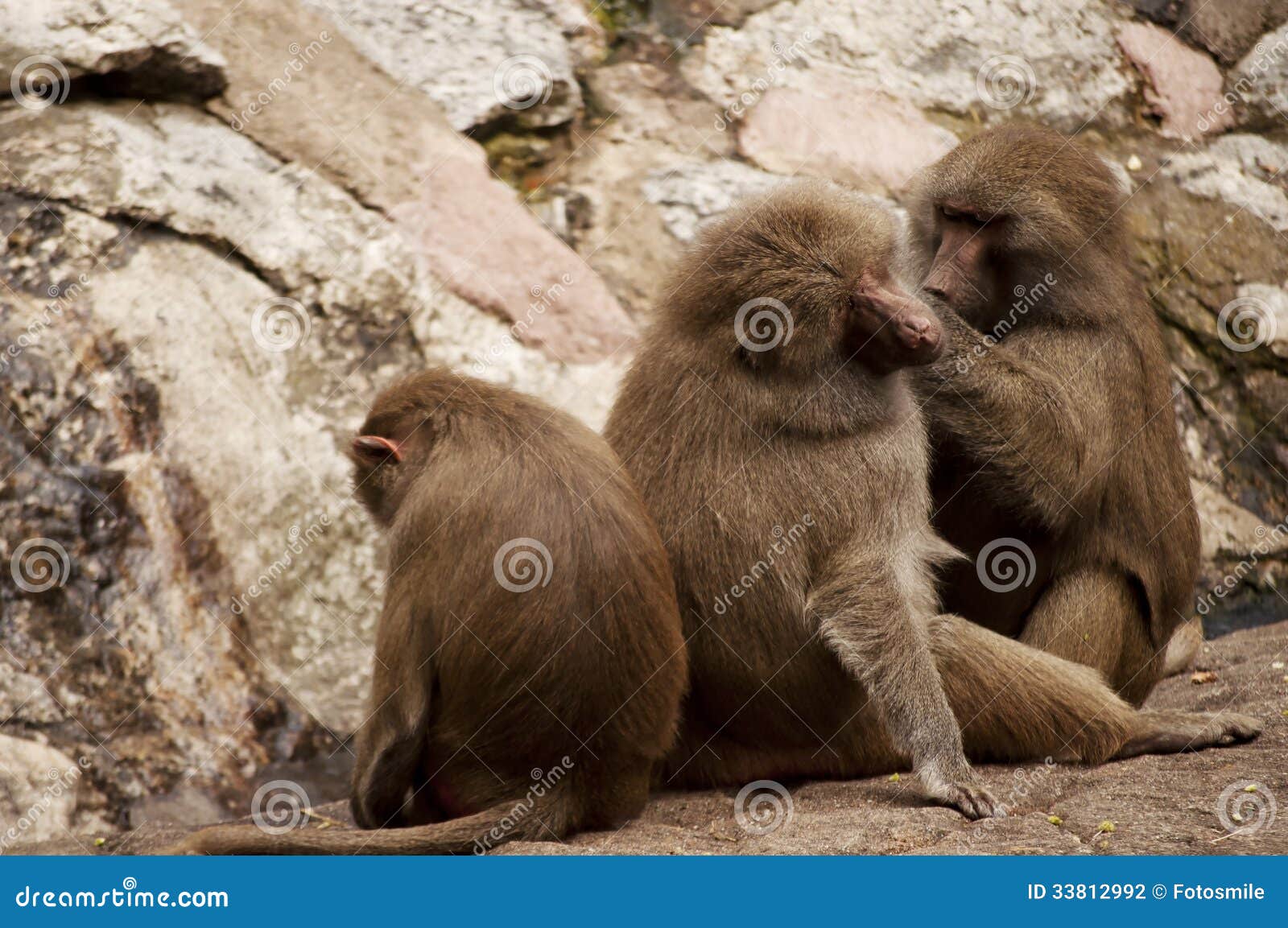 Hamadryas baboons stock photo. Image of play, detail - 33812992