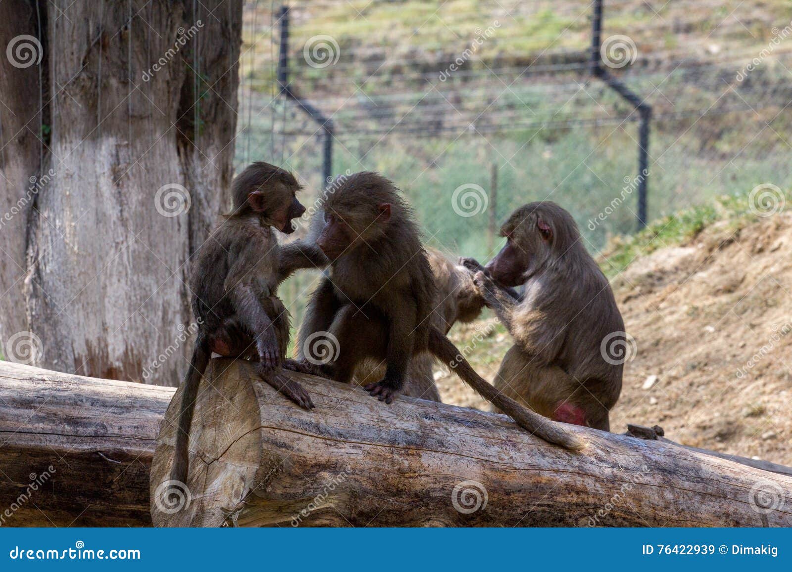 Hamadryas Baboons Grooming Involved Stock Image - Image of mammal ...