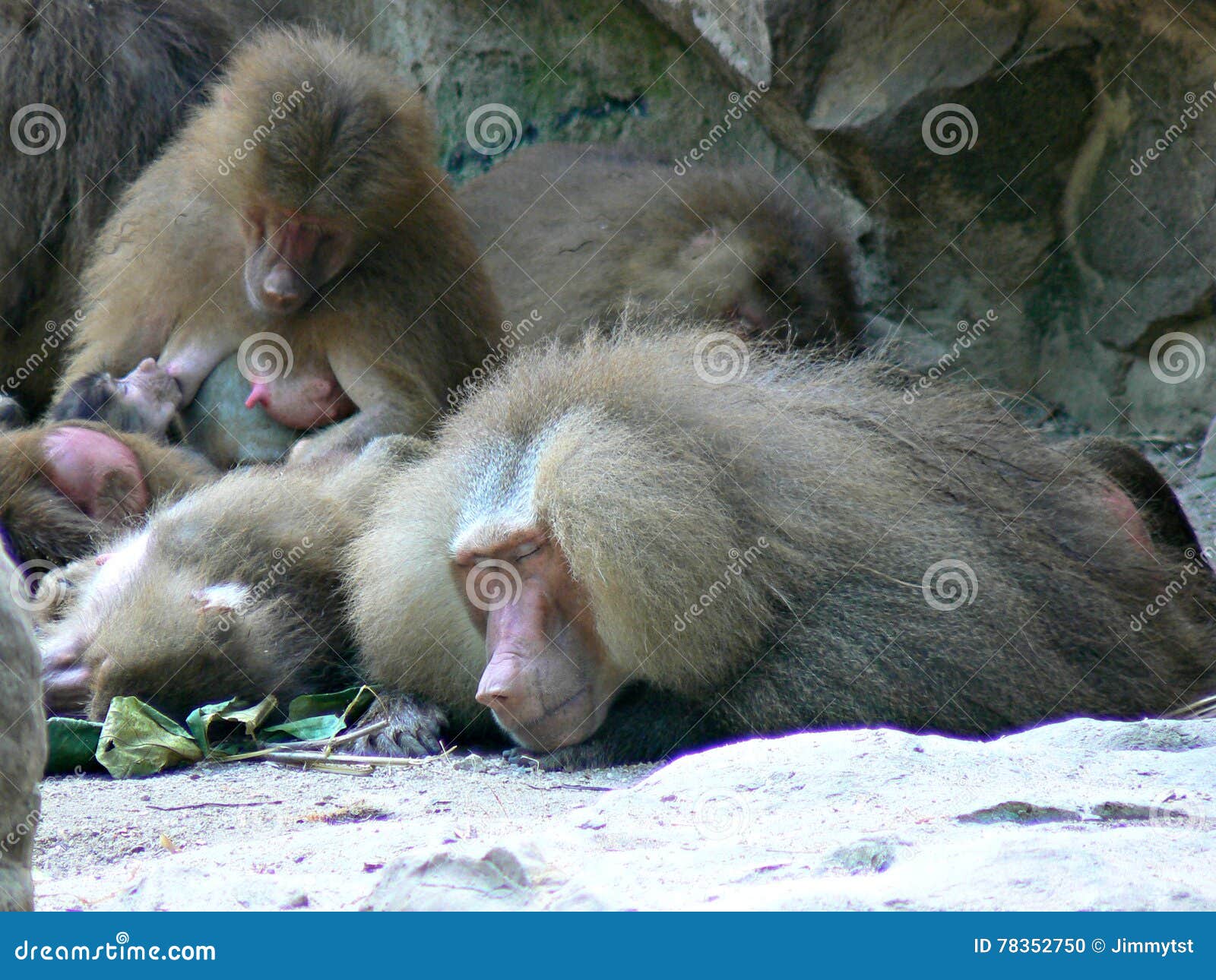 Hamadryas baboons sleeping stock photo. Image of resting - 78352750