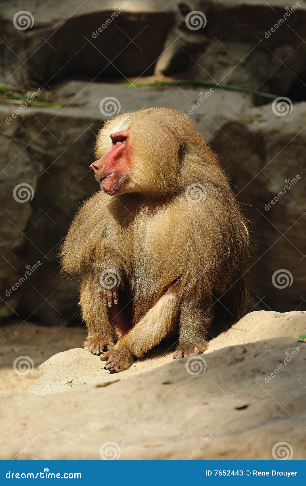 Hamadryas Pavian stockbild. Bild von äthiopien, eritrea - 7652443