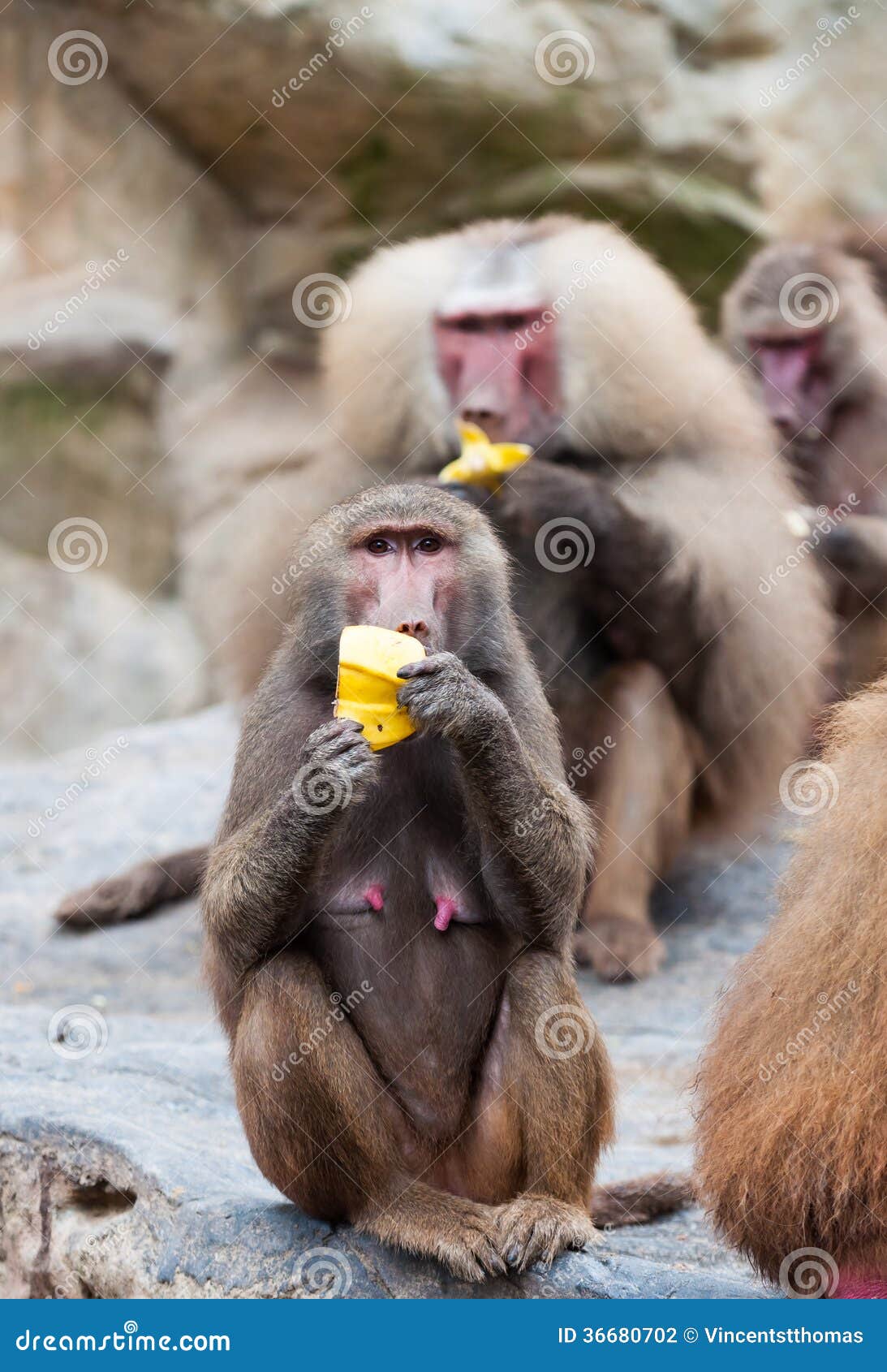 Hamadryas pawian zdjęcie stock. Obraz złożonej z femaleness - 36680702